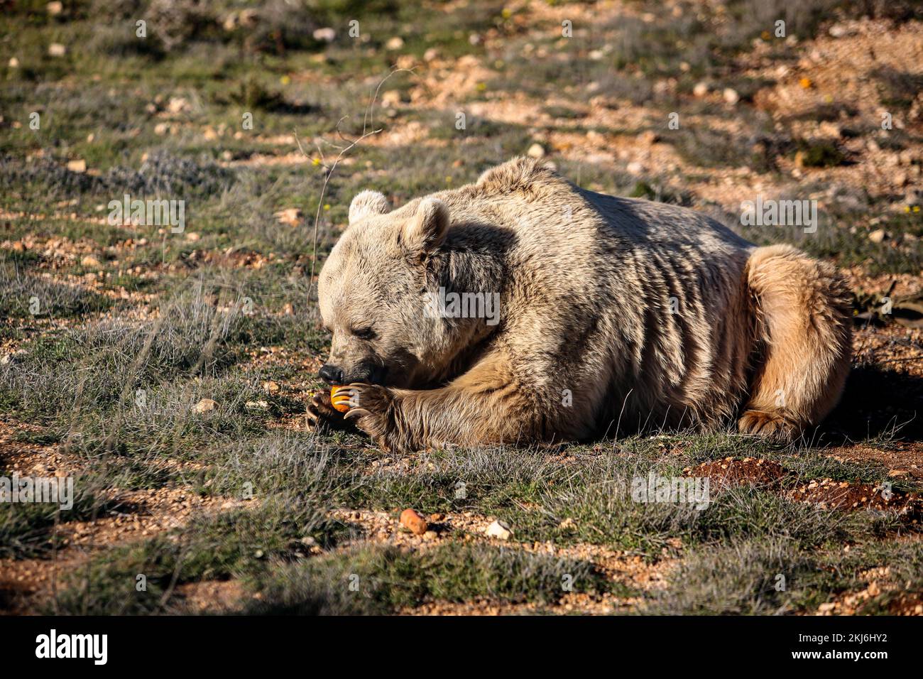 High quality pictures of some animals in Jordan Stock Photo - Alamy
