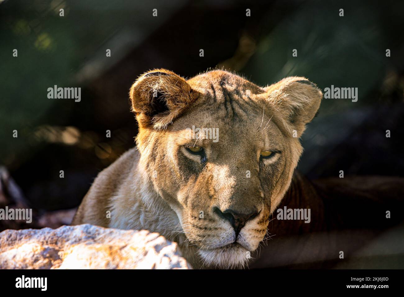 High quality pictures of some animals in Jordan Stock Photo - Alamy