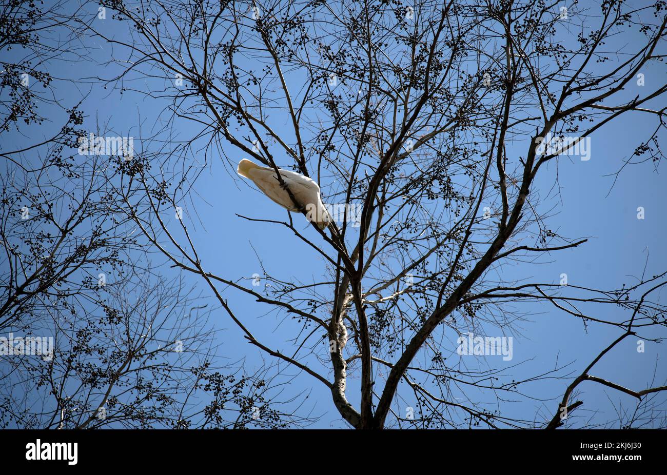 A Little Corella (Cacatua sanguinea) perching on a tree in Sydney, NSW ...