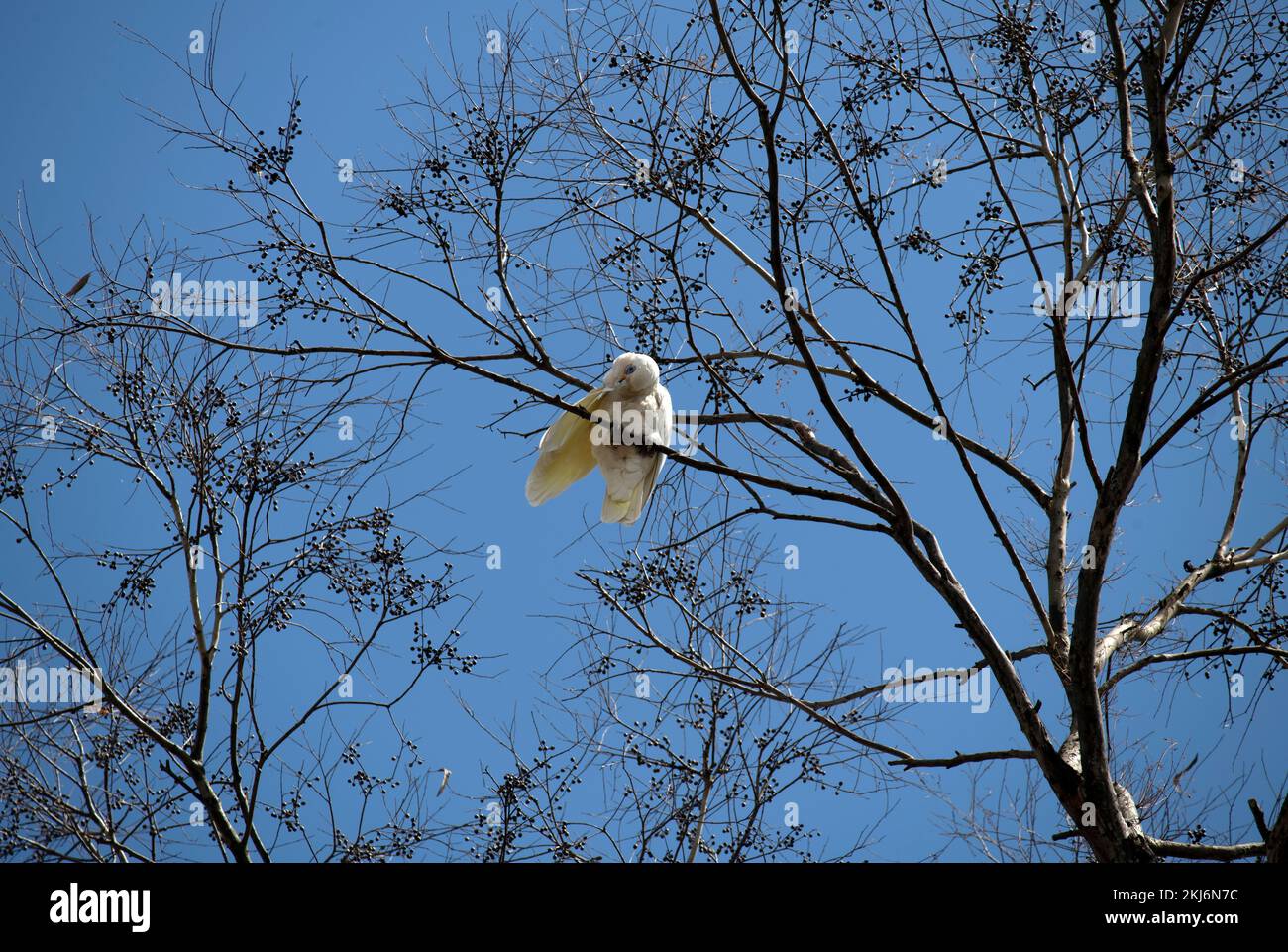 A Little Corella (Cacatua sanguinea) cleaning its wings on a tree in ...
