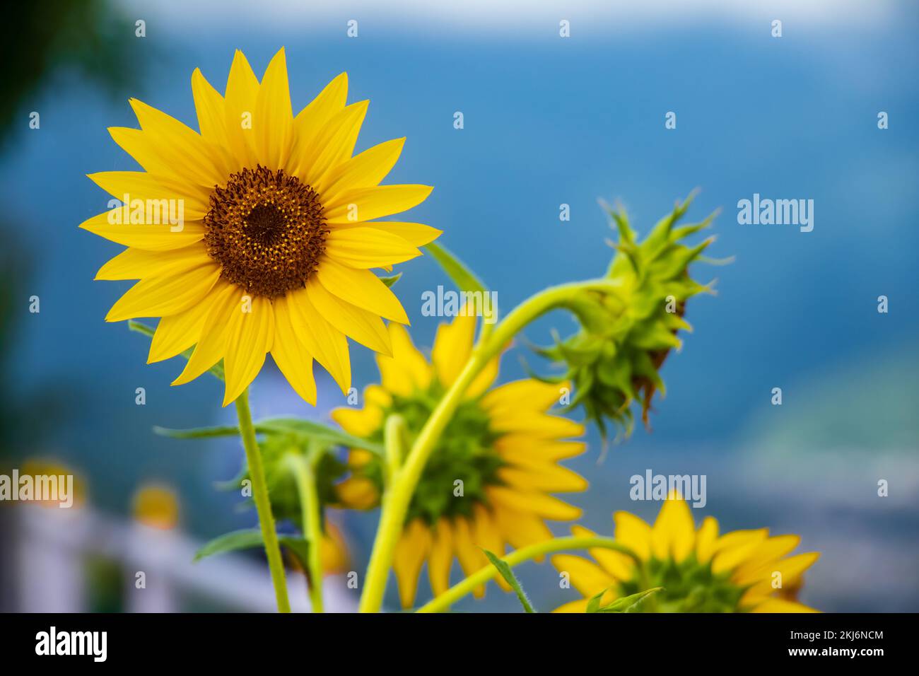 Beautiful fresh sunflowers hi-res stock photography and images - Alamy