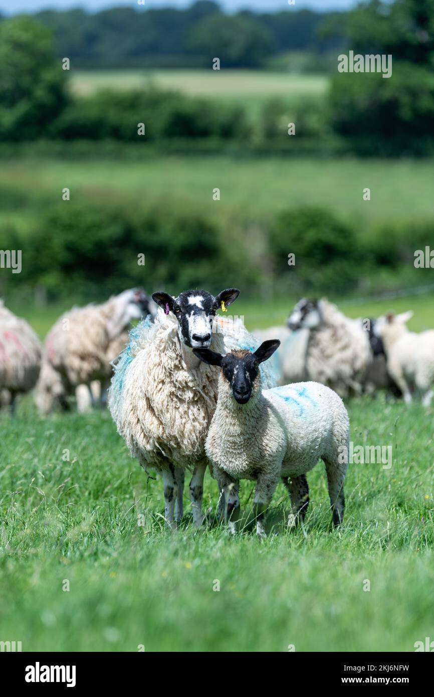 Suffolk cross sheep hi-res stock photography and images - Alamy