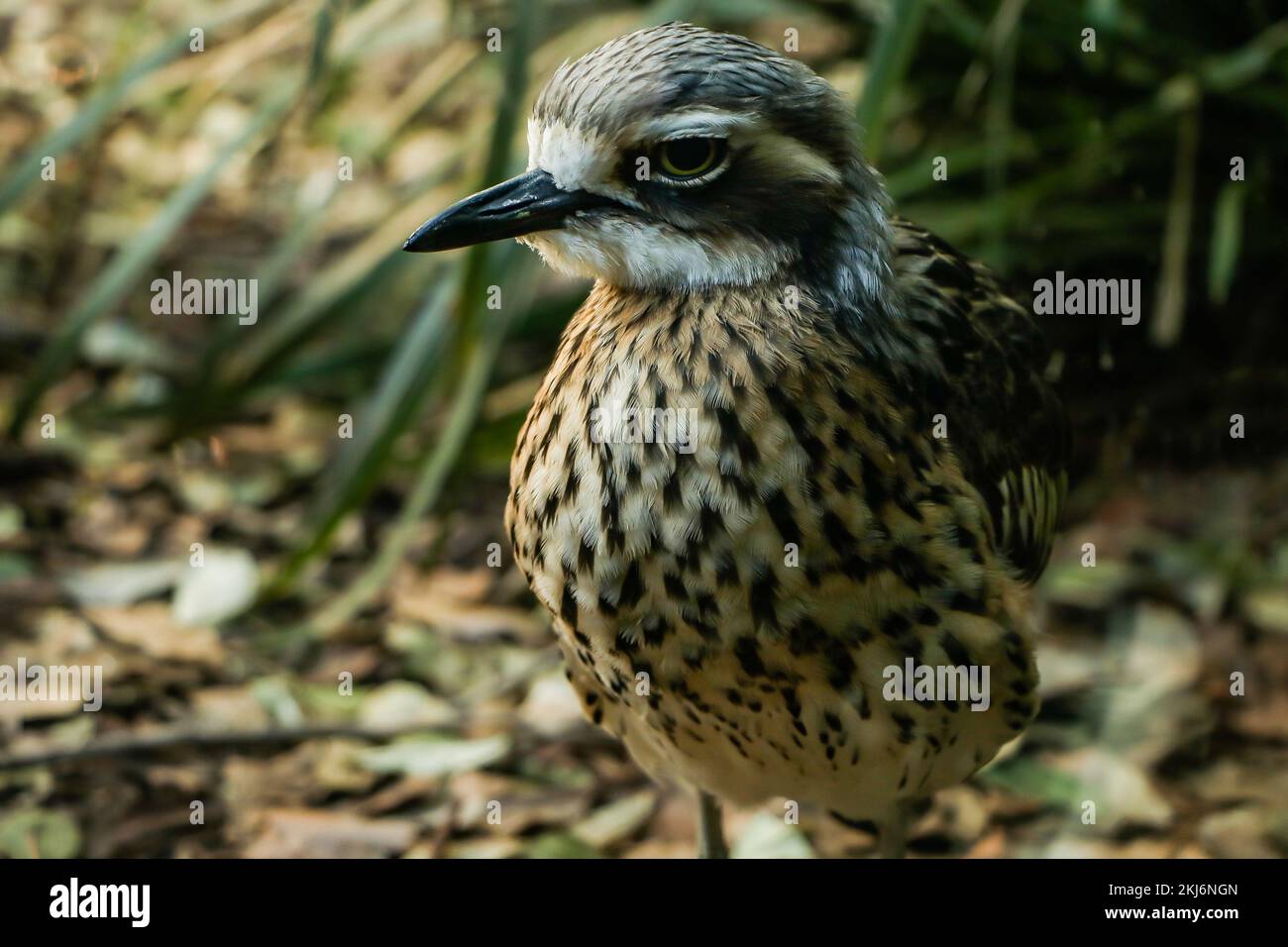 Extinct animals of australia hi-res stock photography and images - Alamy