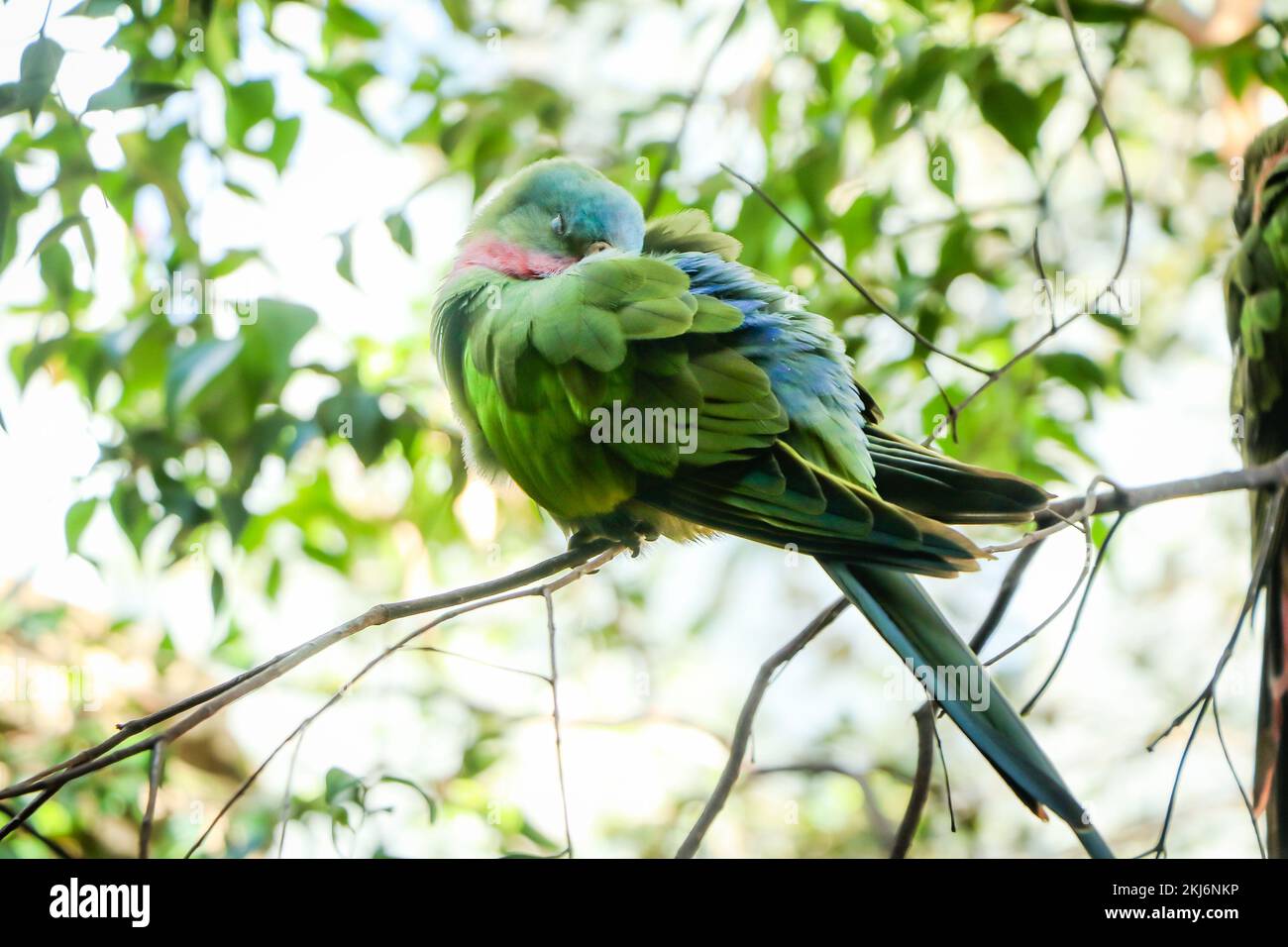 Beautiful parrot hi-res stock photography and images - Alamy