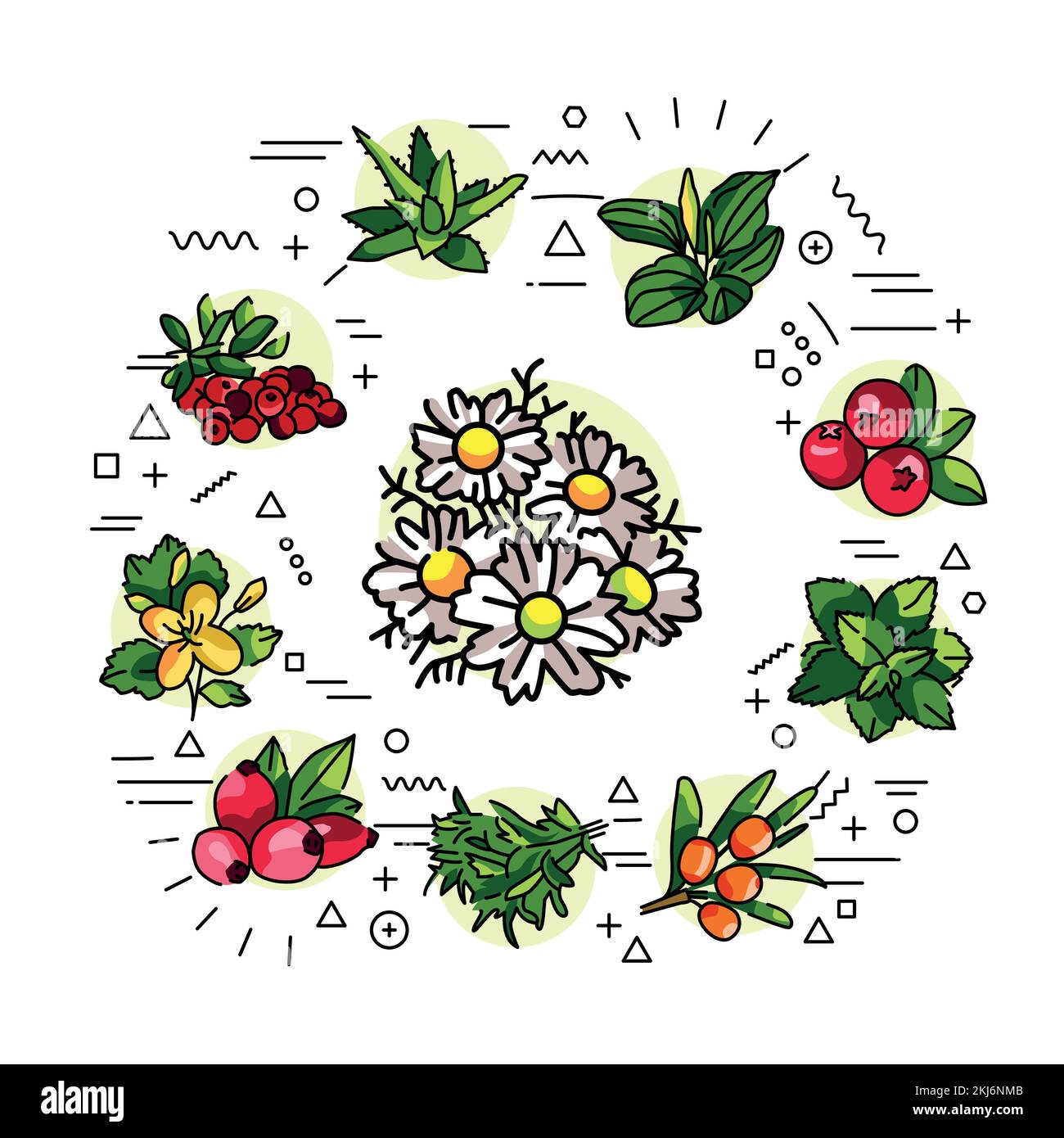 Medicinal herbs and plants web banner. Infographics with linear icons ...