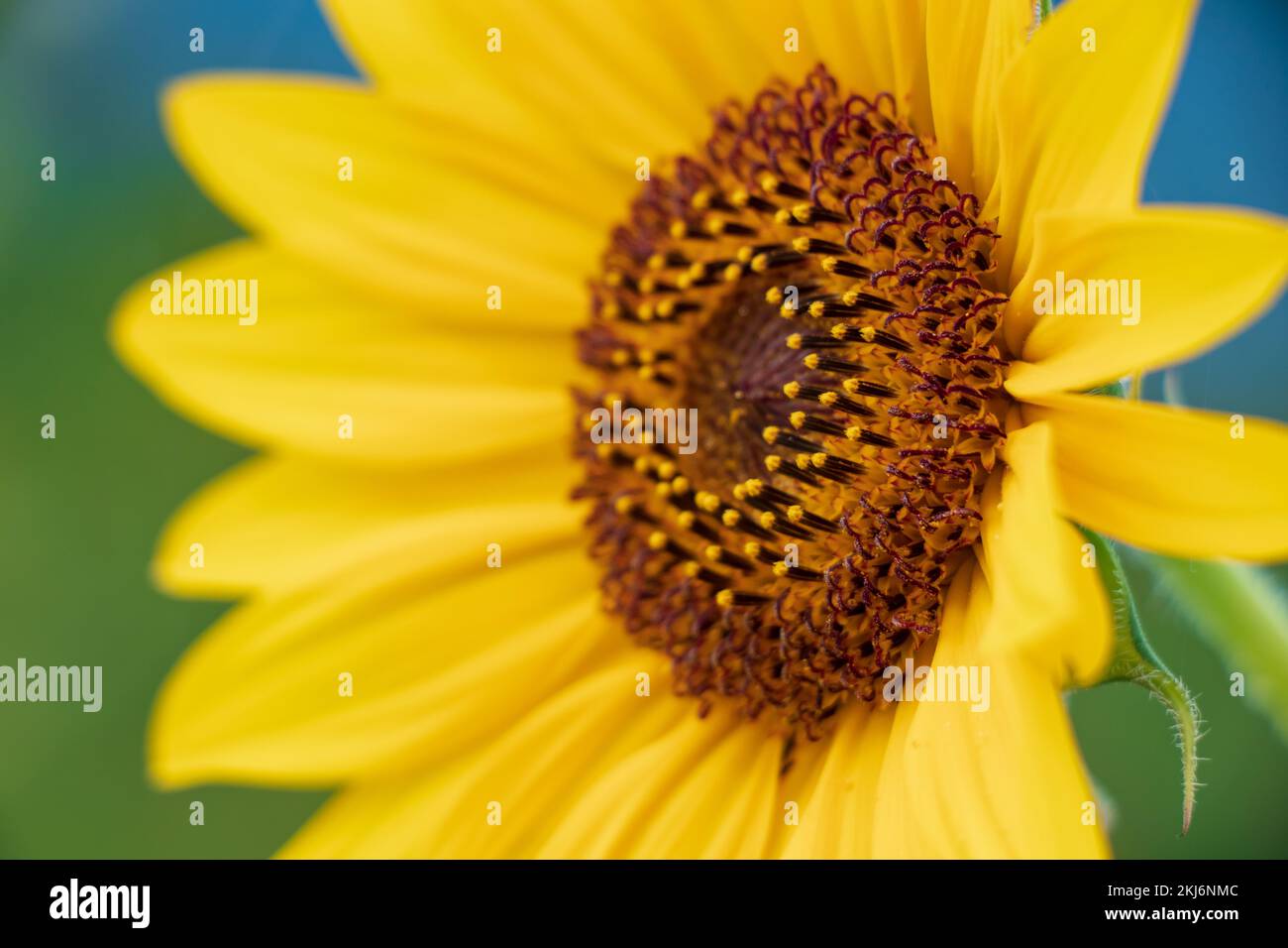 Beautiful fresh sunflowers hi-res stock photography and images - Alamy