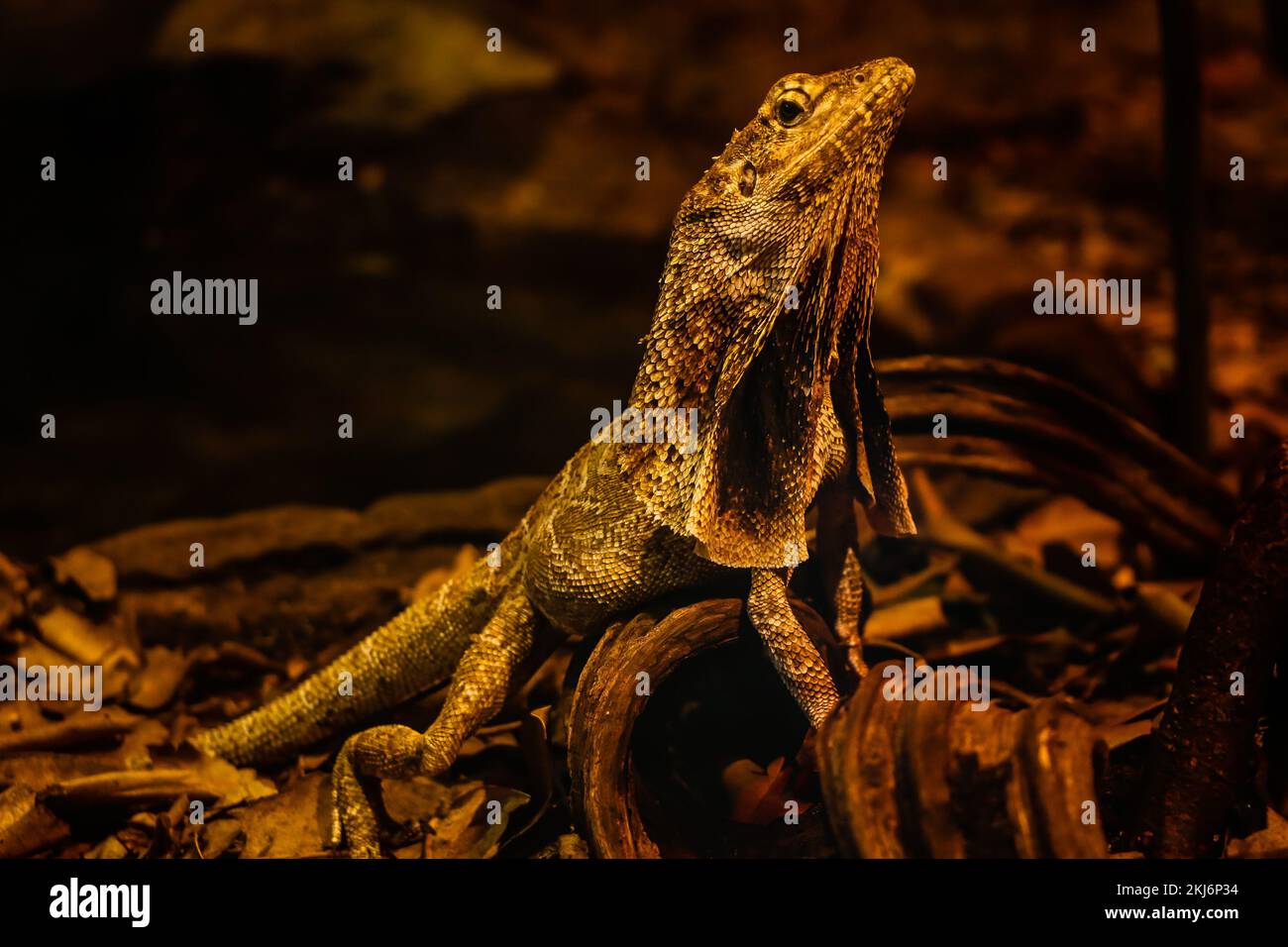 Australian zoo animals hi-res stock photography and images - Alamy