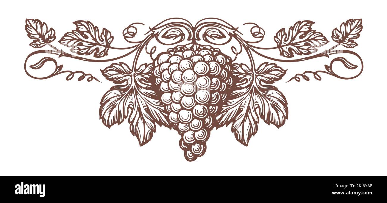 Bunch of grapes with leaves pattern vector. Fresh fruit sketch. Winery ...