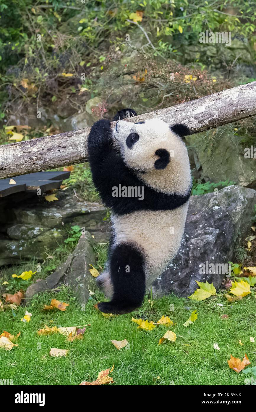 A baby giant panda who plays hanging from a branch Stock Photo - Alamy