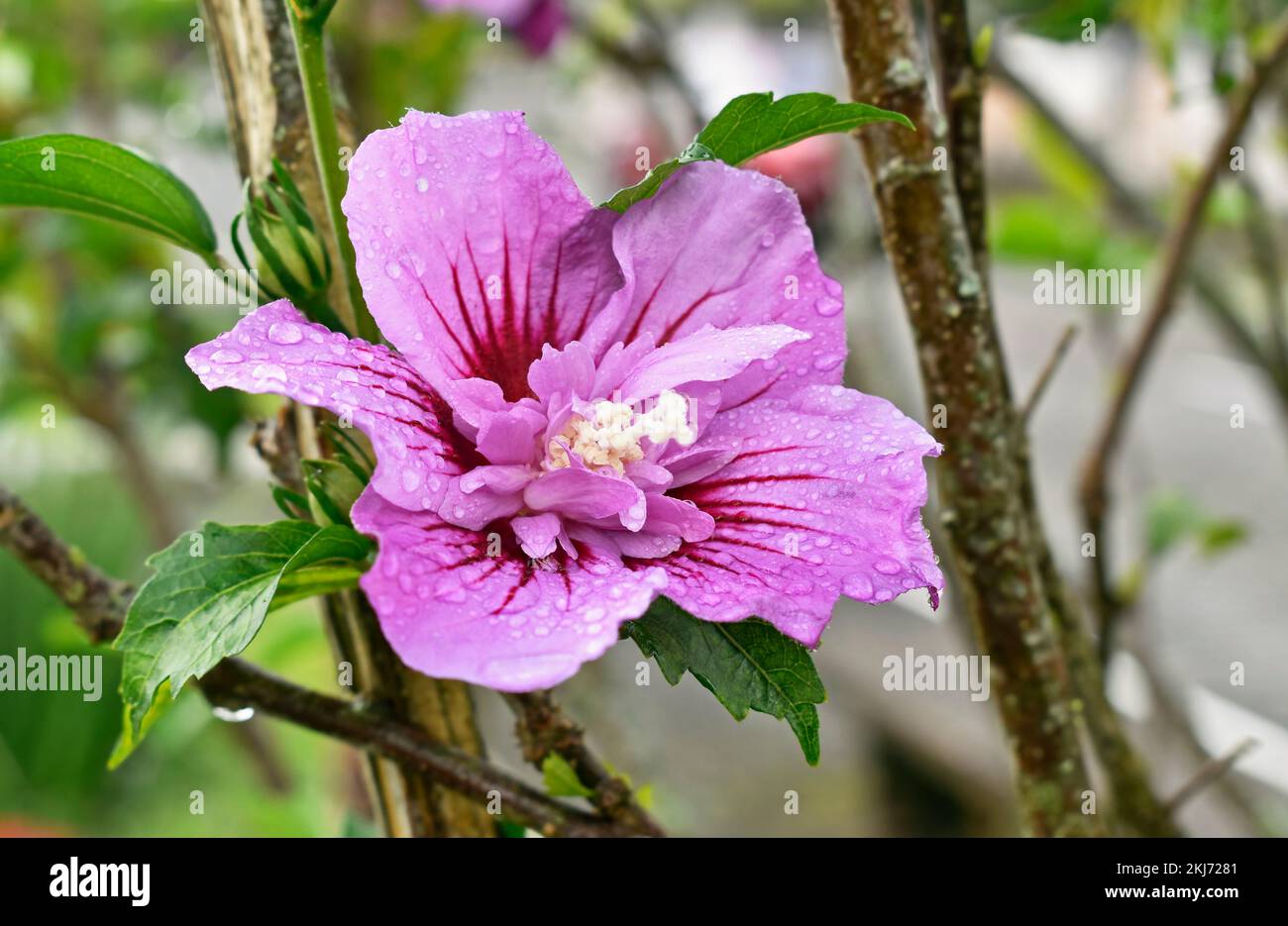 Rose of Sharon flower (Hibiscus syriacus) on garden Stock Photo - Alamy