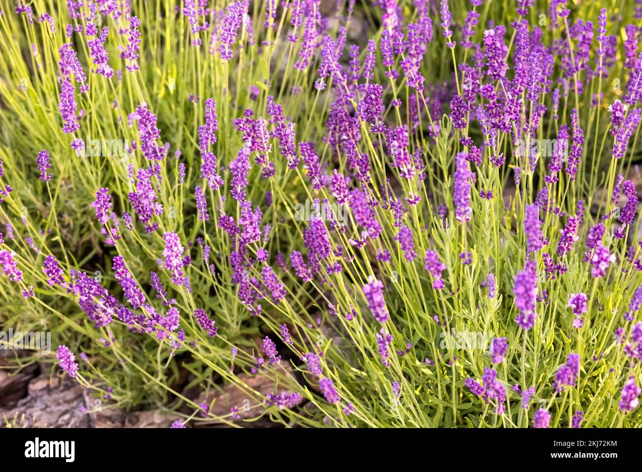 Purple lavender bushes grow on a flower bed in the garden on a sunny ...