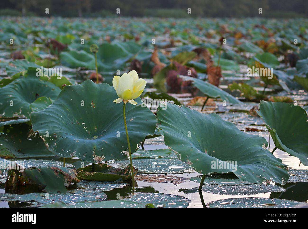 Lotus flower and leaves - Reelfoot Lake State Park, Tennessee Stock ...