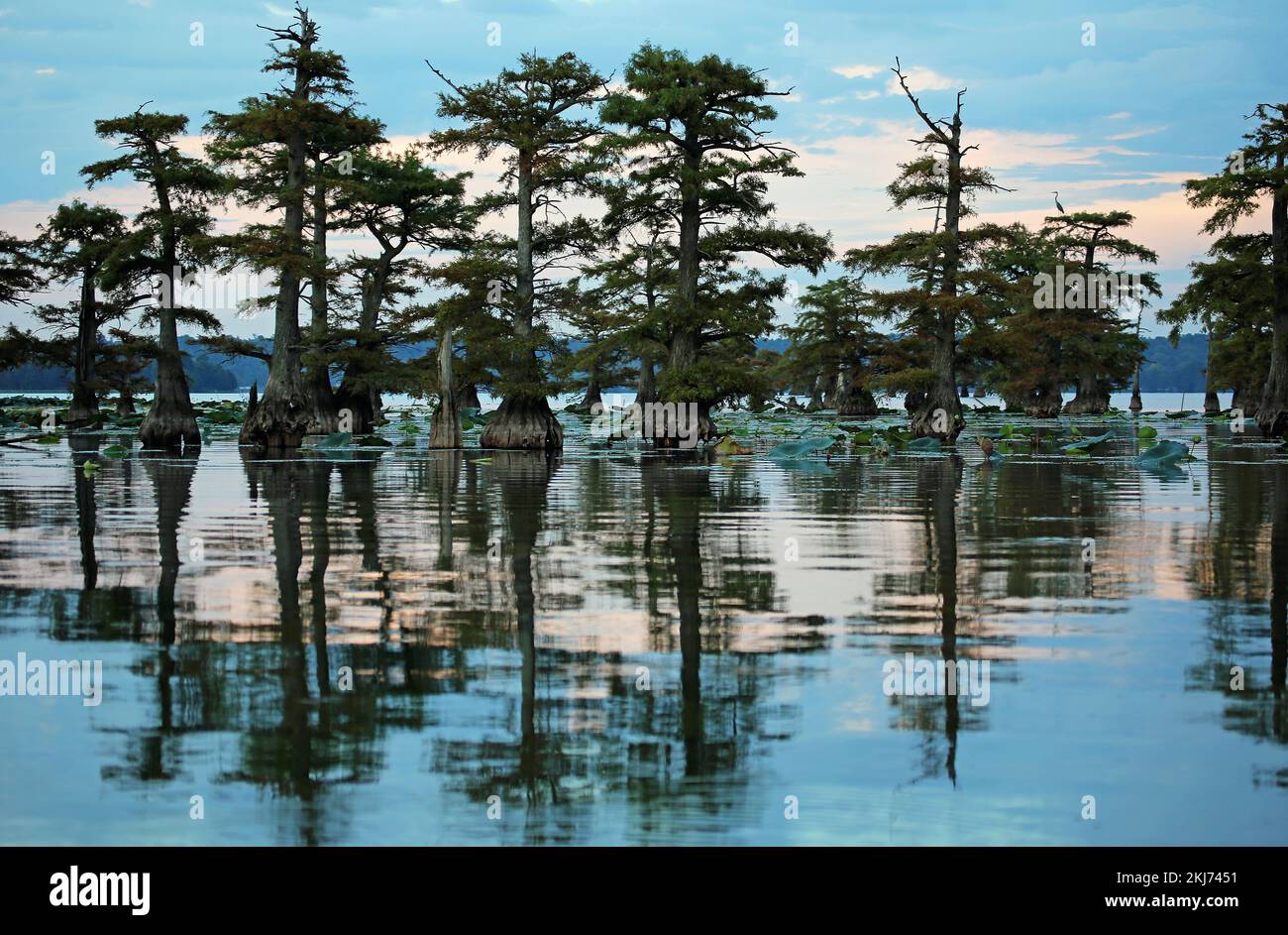 Landscape with cypress trees - Reelfoot Lake State Park, Tennessee ...