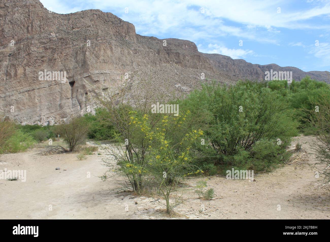 Palo verde tree blooming at Big Bend National Park with cliffs behind ...