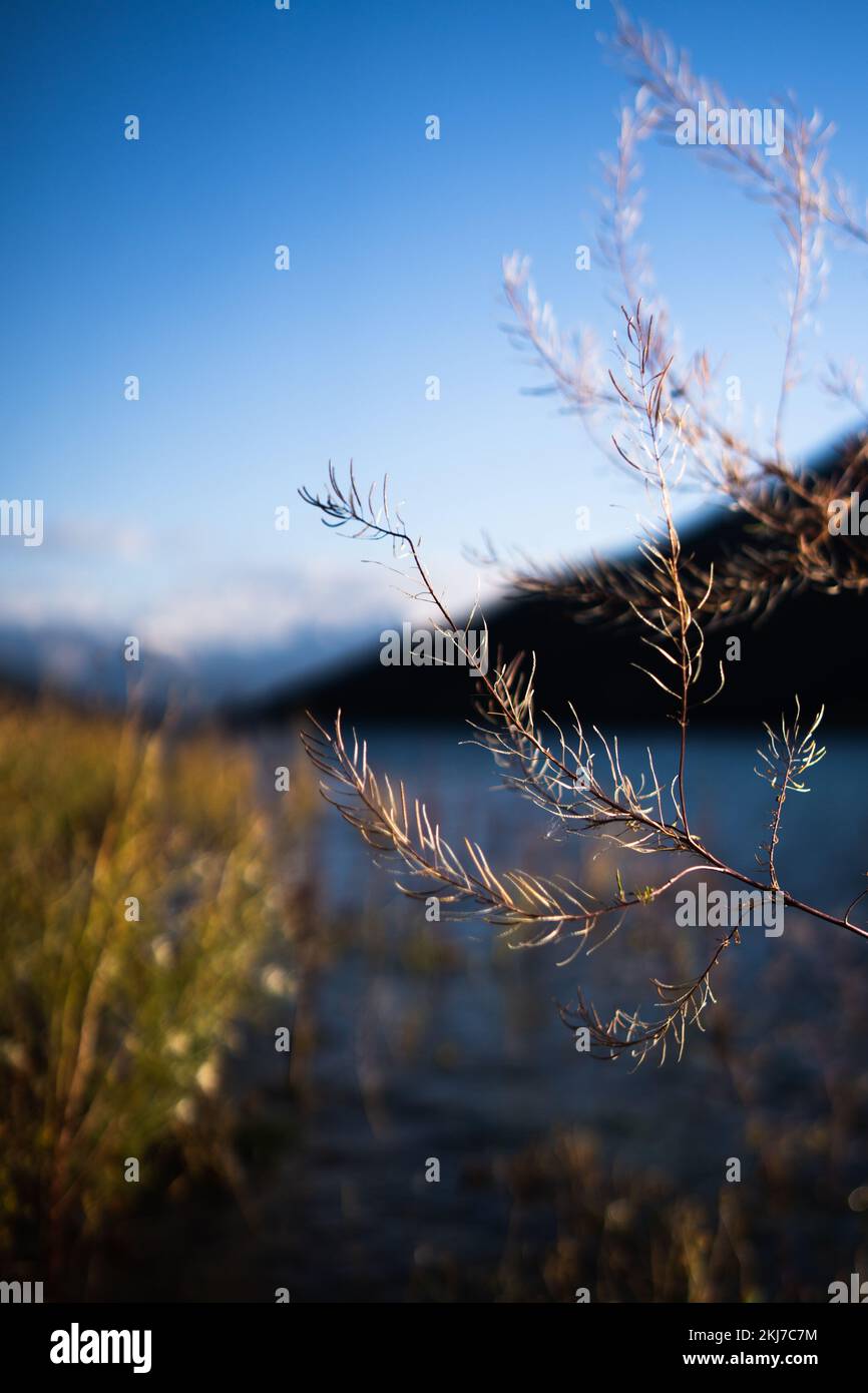 A vertical natural shot of a Reschensee lake Stock Photo - Alamy