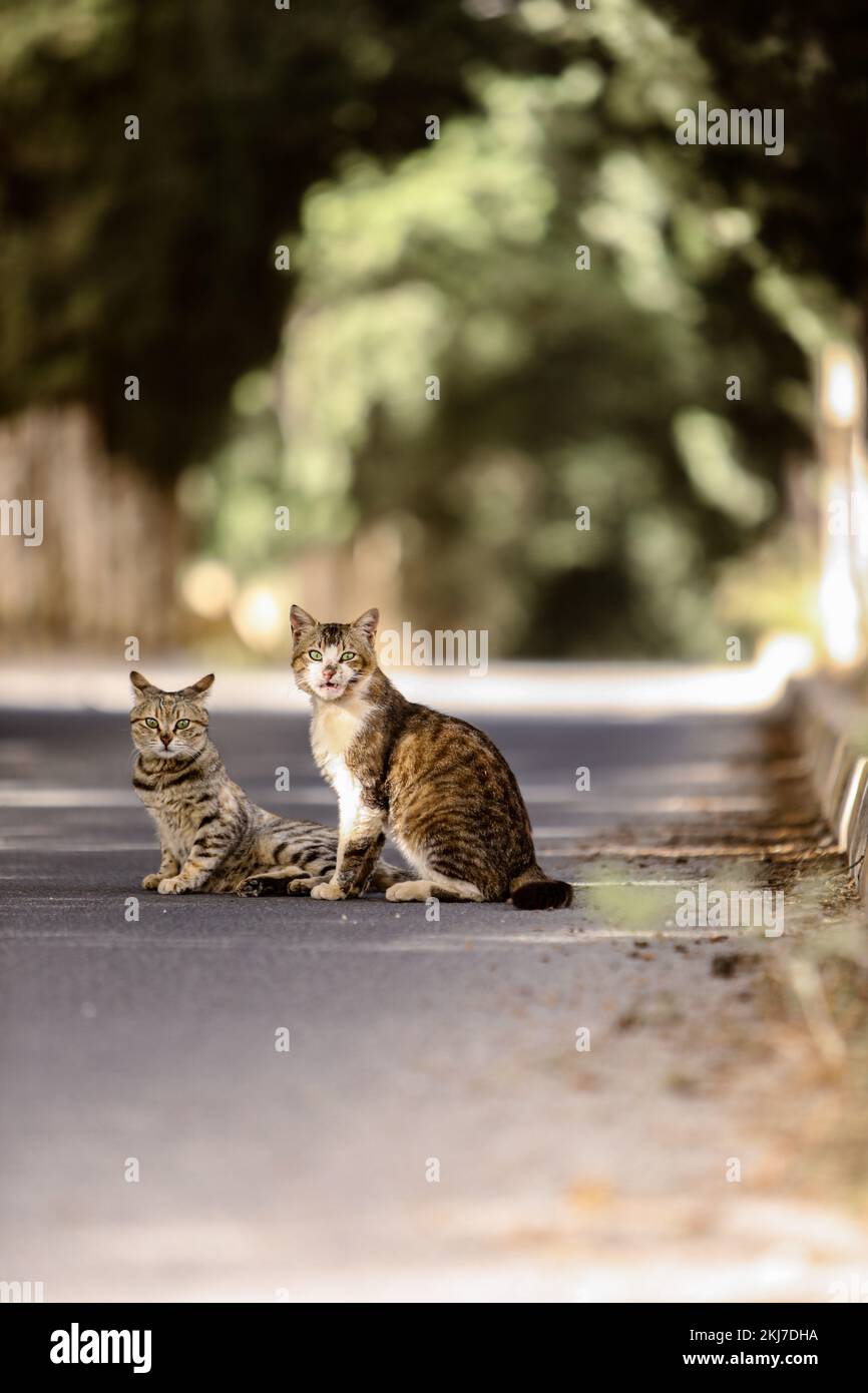 Gato hd hi-res stock photography and images - Alamy