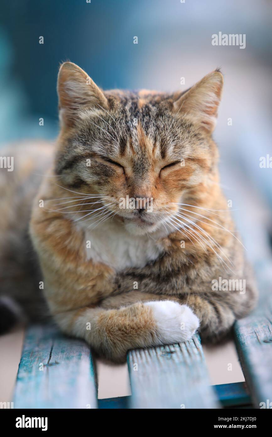Gato hd hi-res stock photography and images - Alamy
