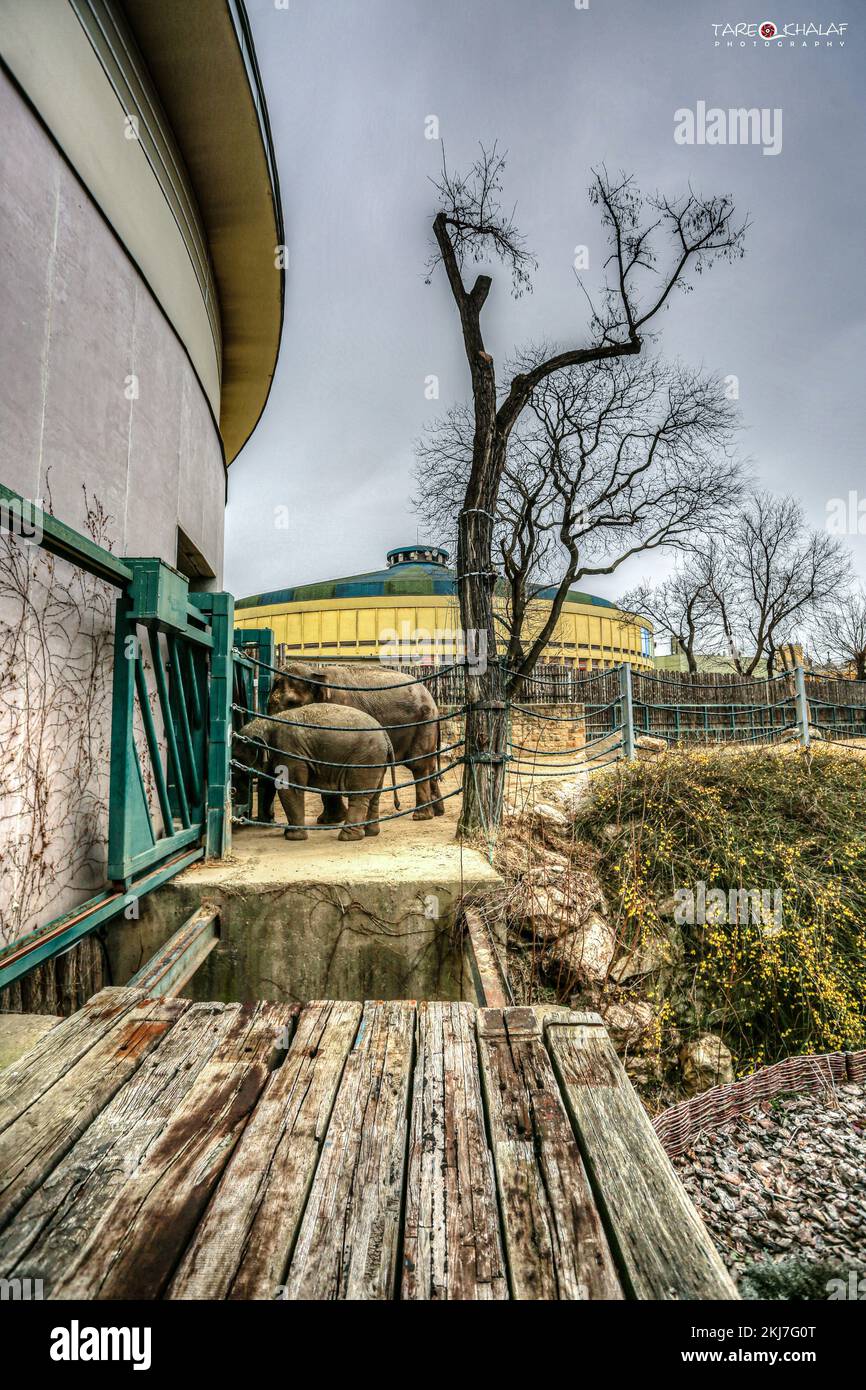 some pictures in Budapest zoo Stock Photo - Alamy
