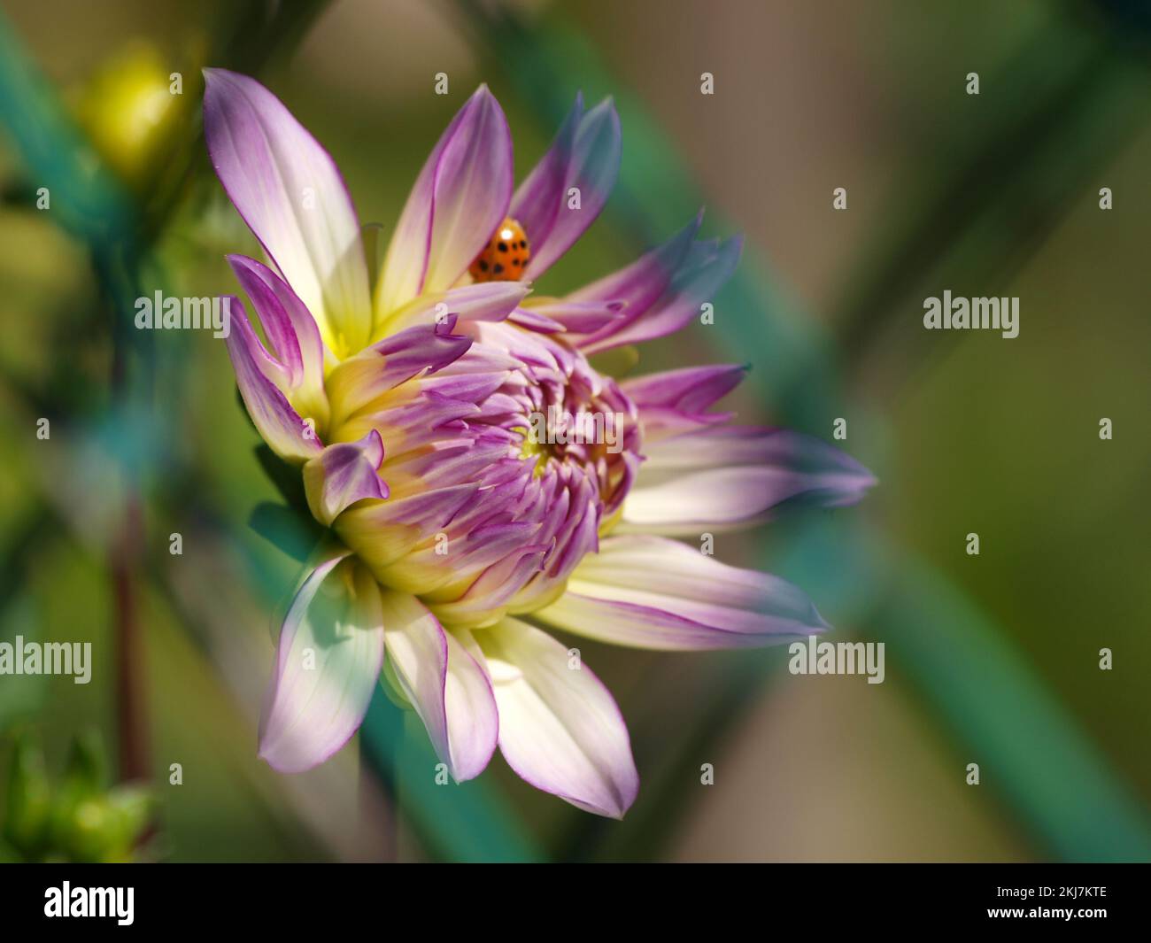 A closeup of a small lady beetle, Harmonia axyridis hiding in a pink ...