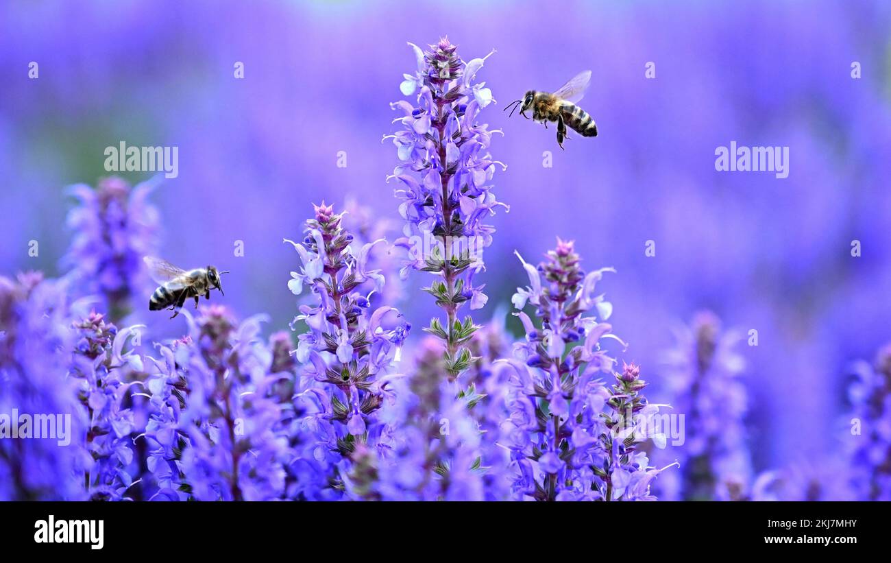 A closeup of bees pollinating on beautiful Blue Salvia flowers in a ...