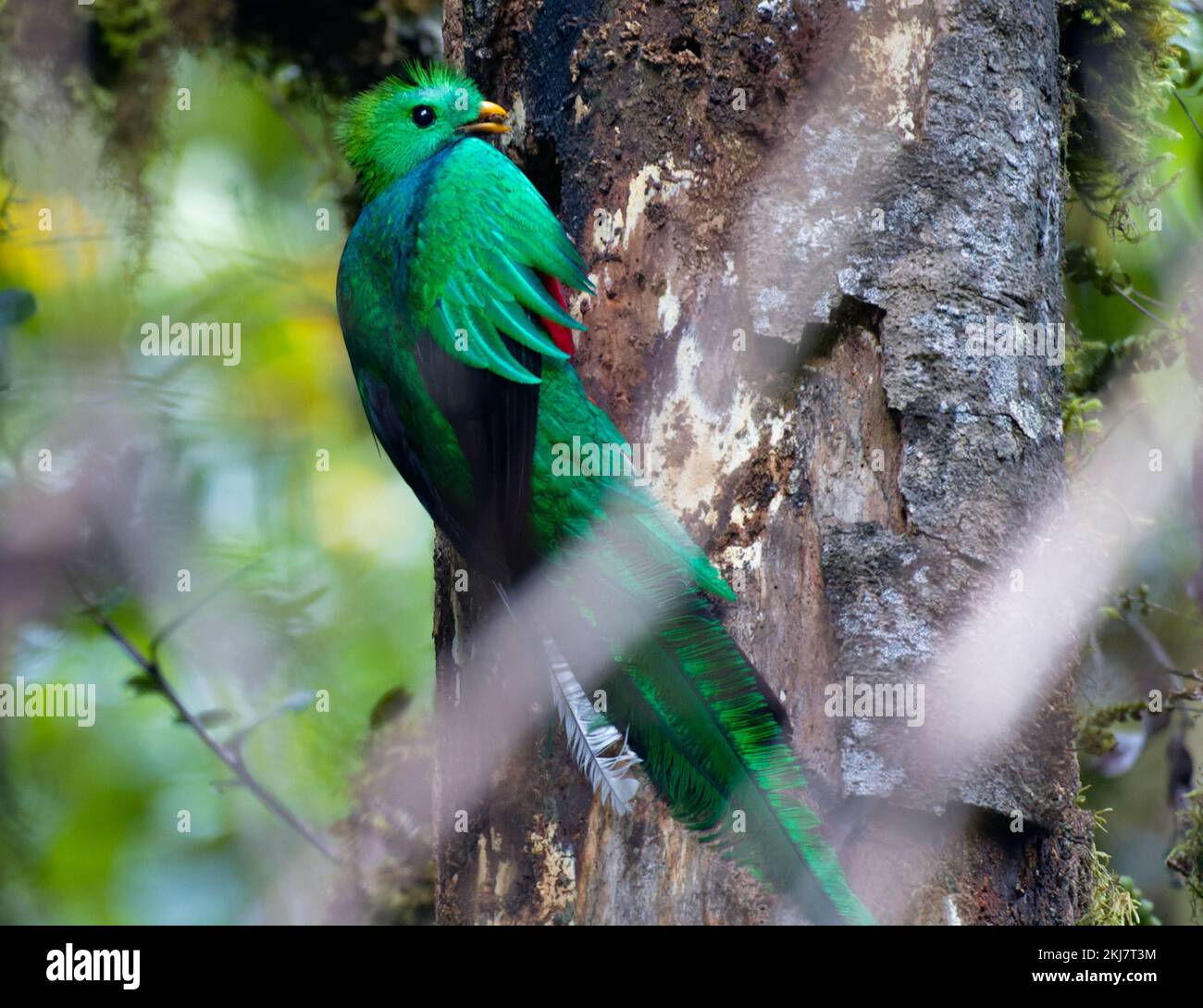 Quetzal feathers hi-res stock photography and images - Alamy
