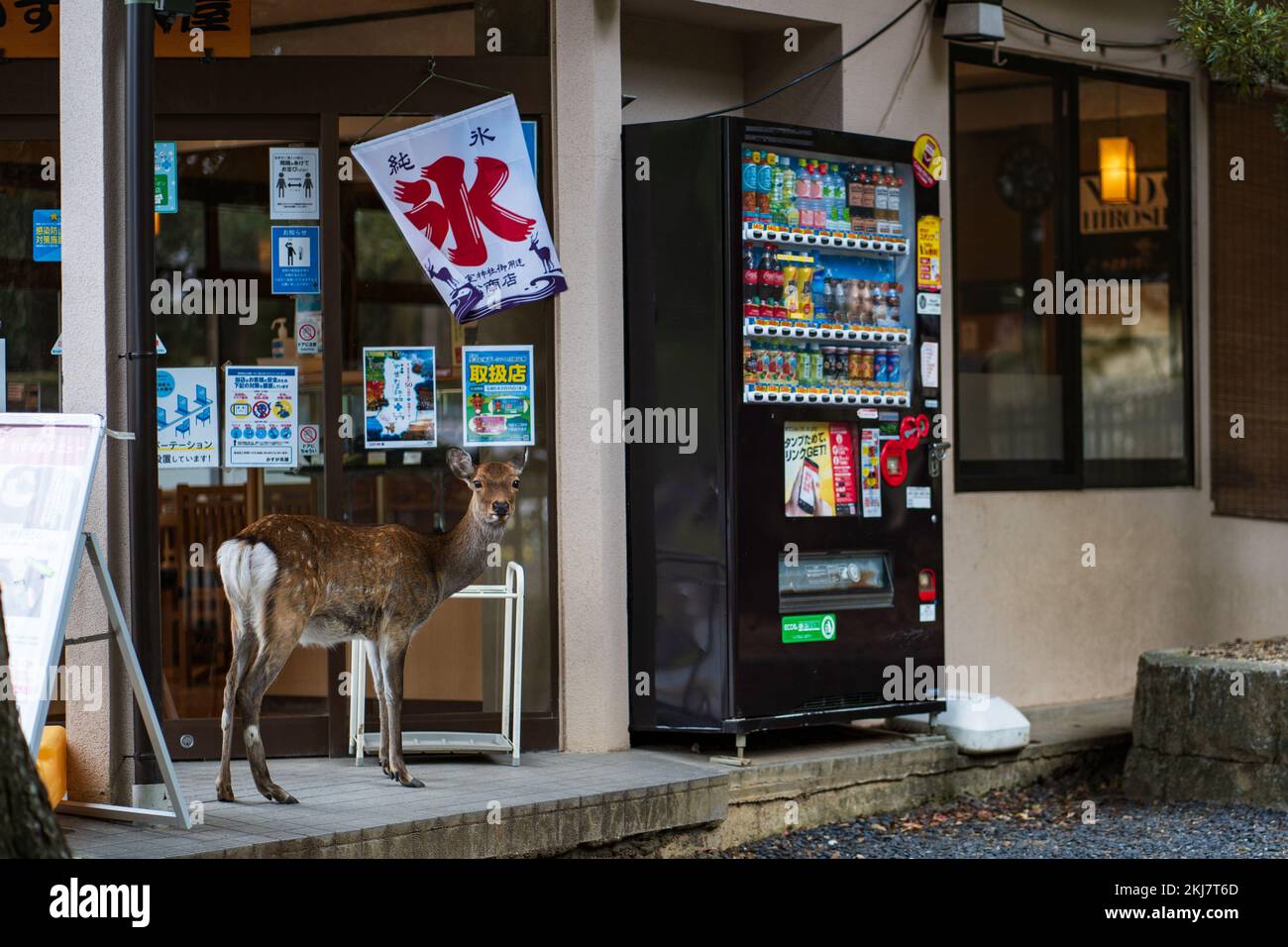 A young deer casually waiting outside a conbini in Nara, Japan Stock ...