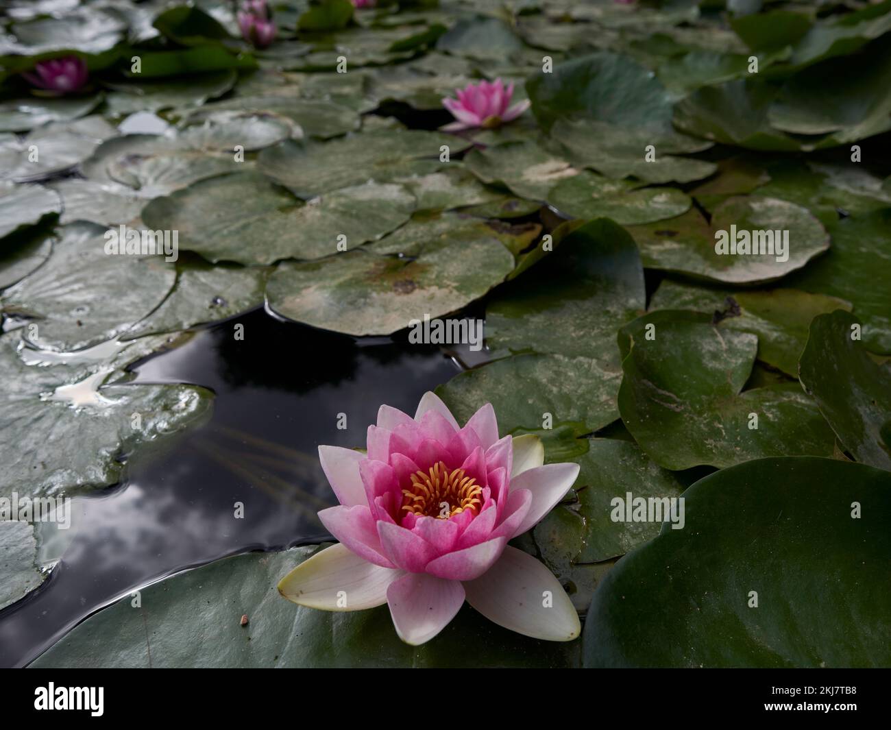 Nifee hi-res stock photography and images - Alamy