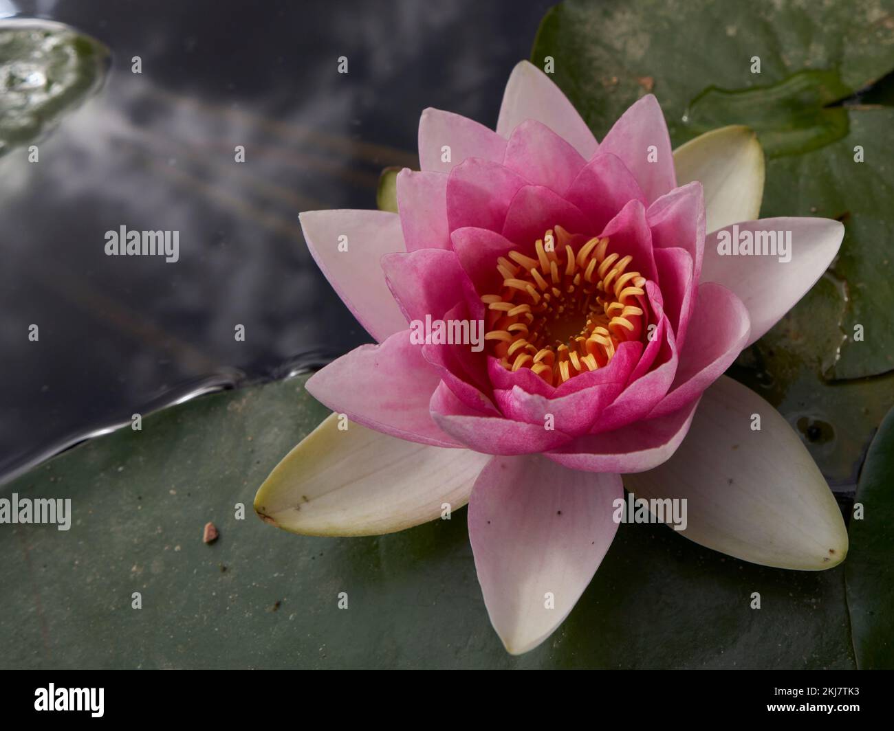 Nifee hi-res stock photography and images - Alamy