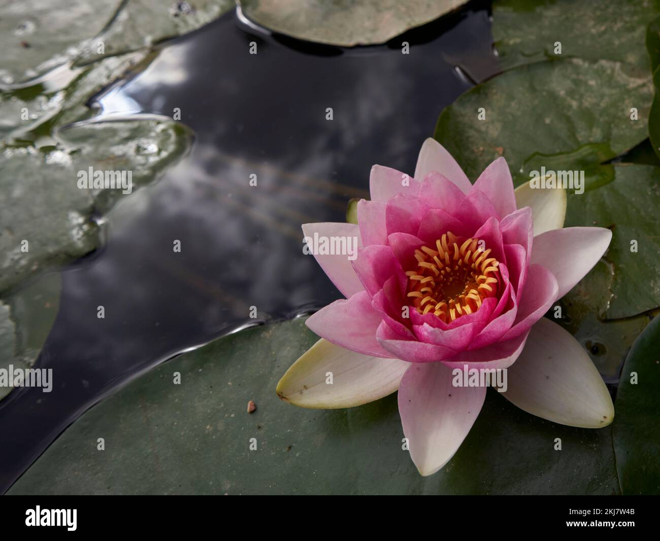 waterlily / waterlilies/ Nifee Stock Photo - Alamy