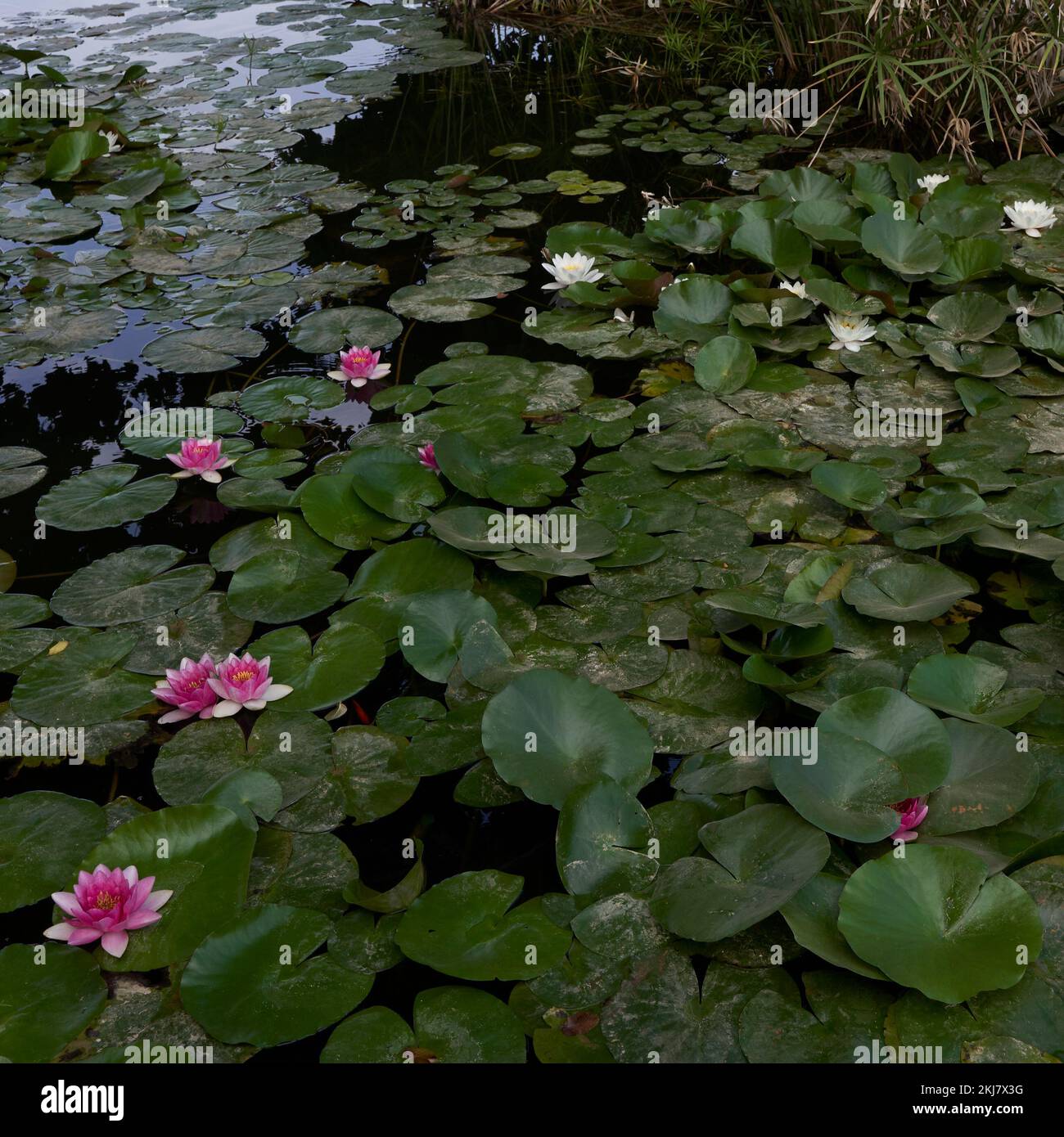 Nifee hi-res stock photography and images - Alamy