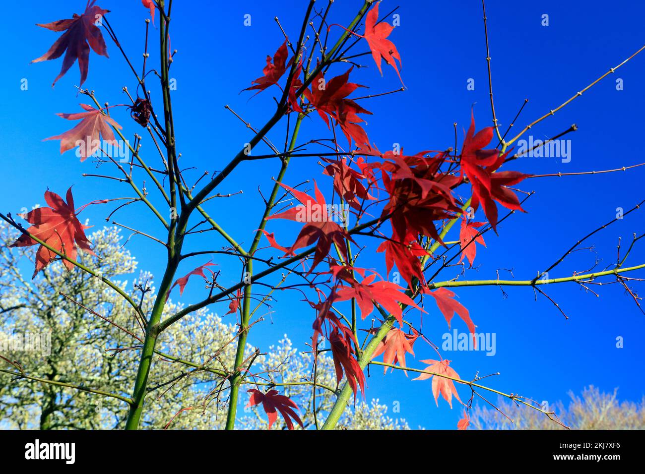 Acer Japonica trees during the autumn, Bute Park, Cardiff. Taken ...