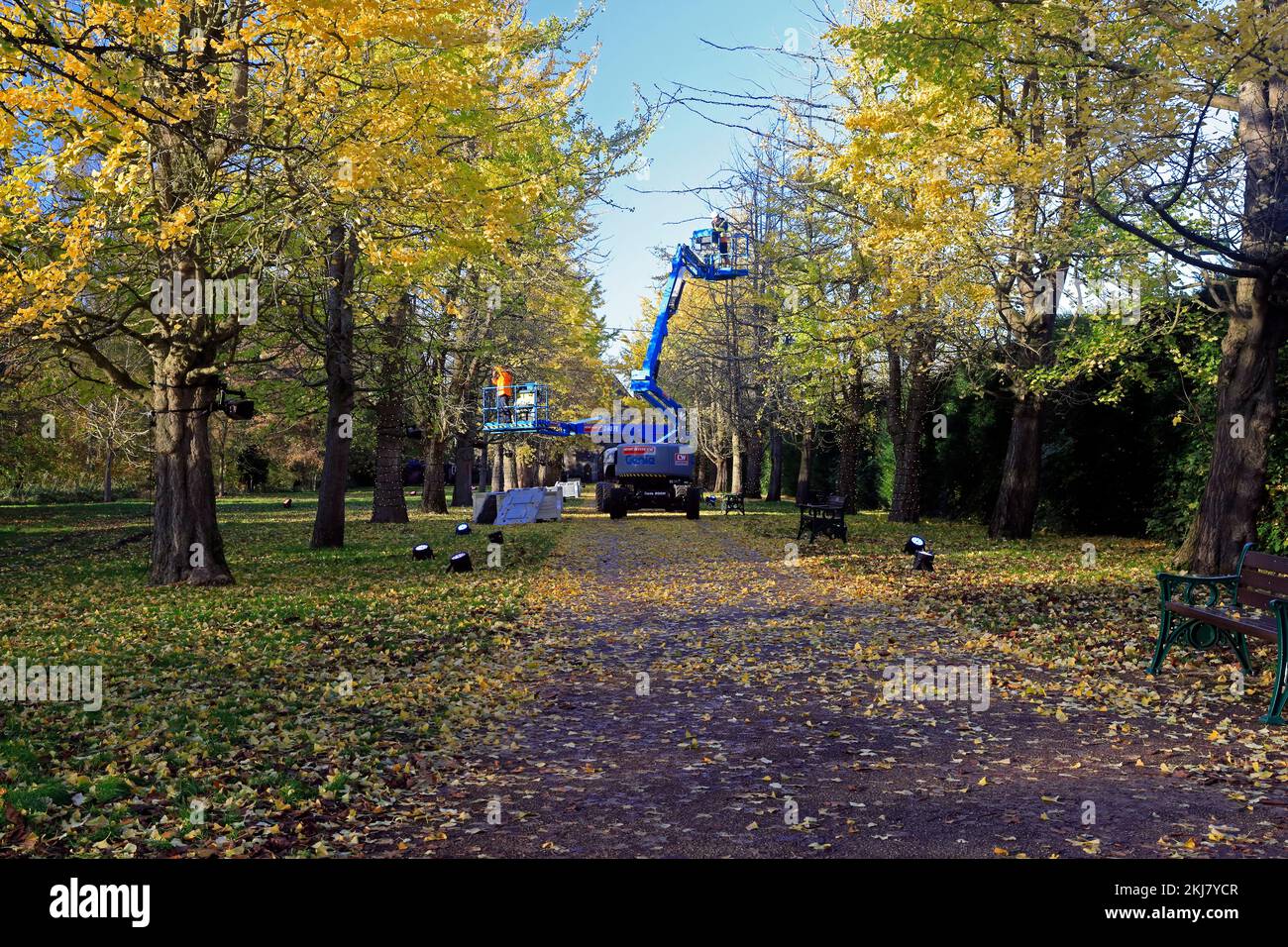 Men at work putting up fairy lights onto an avenue of Gingko Biloba ...