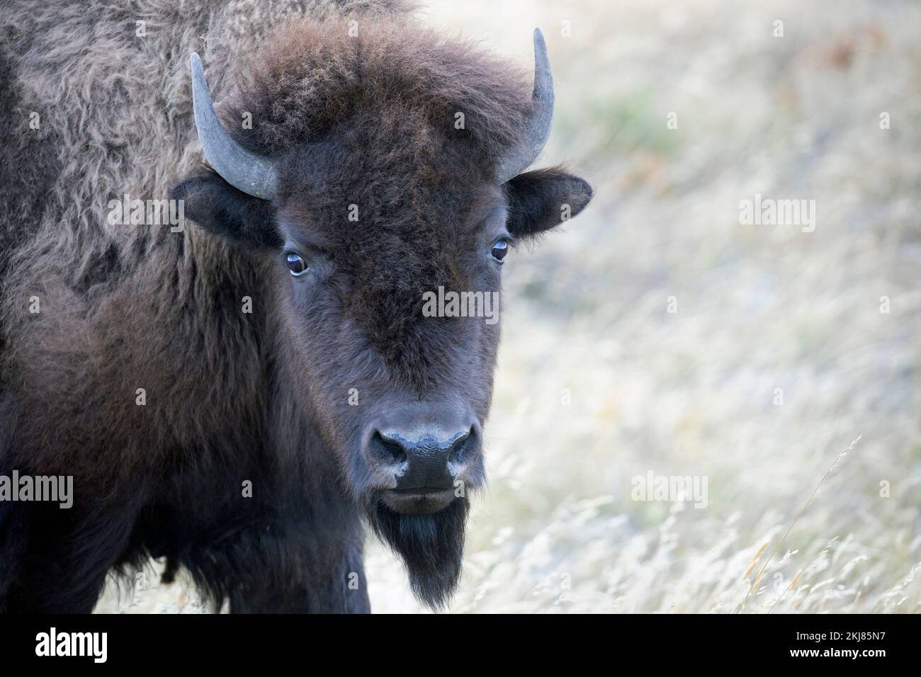Plains bison cow face close up in Waterton Lakes National Park, Canada ...