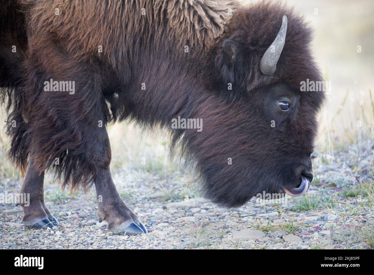 Plains bison female licking her nose with her tongue in Waterton Lakes ...