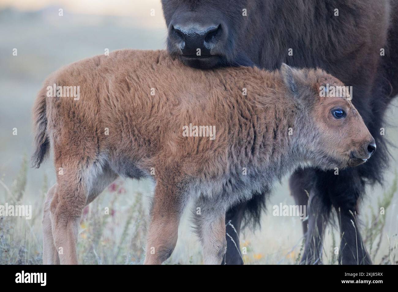 Plains bison calf tucked under mother's nose in Waterton Lakes National ...