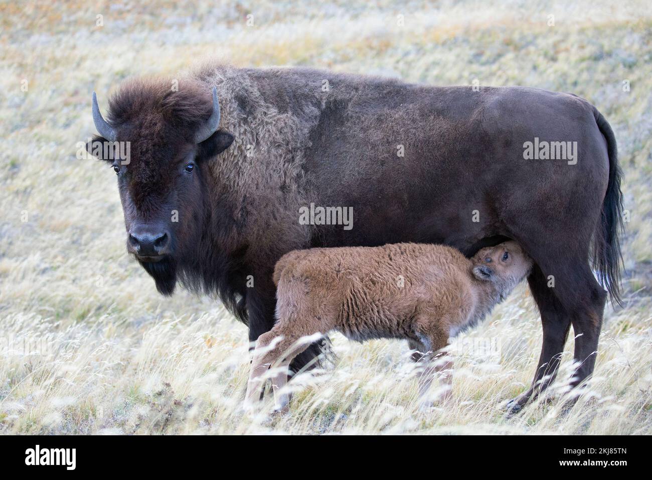 Plains bison mother nursing young calf in Waterton Lakes National Park ...