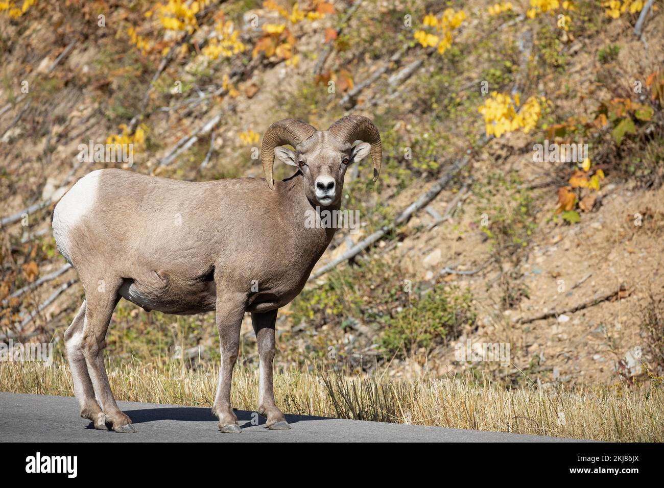 Bighorn sheep ram in Waterton Lakes National Park, Alberta, Canada ...