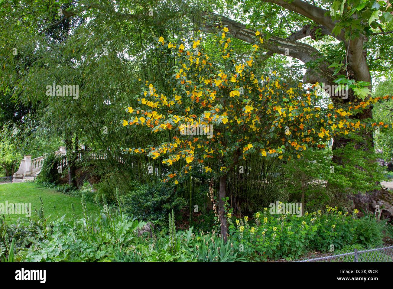 Fantastic fremontodendron tree in bloom from California and North-west ...