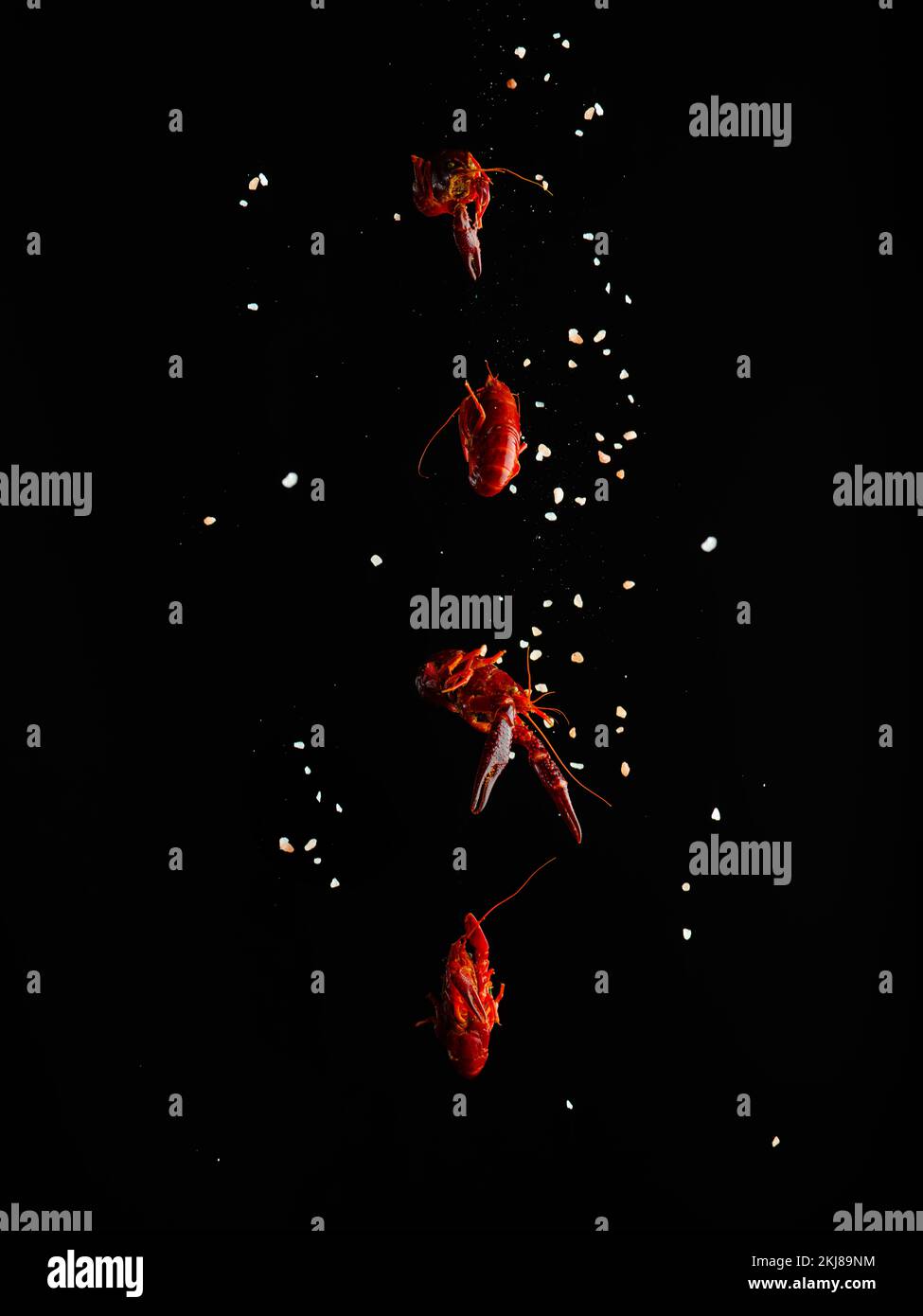 Boiled crayfish in a frozen flight on a black background with white ...