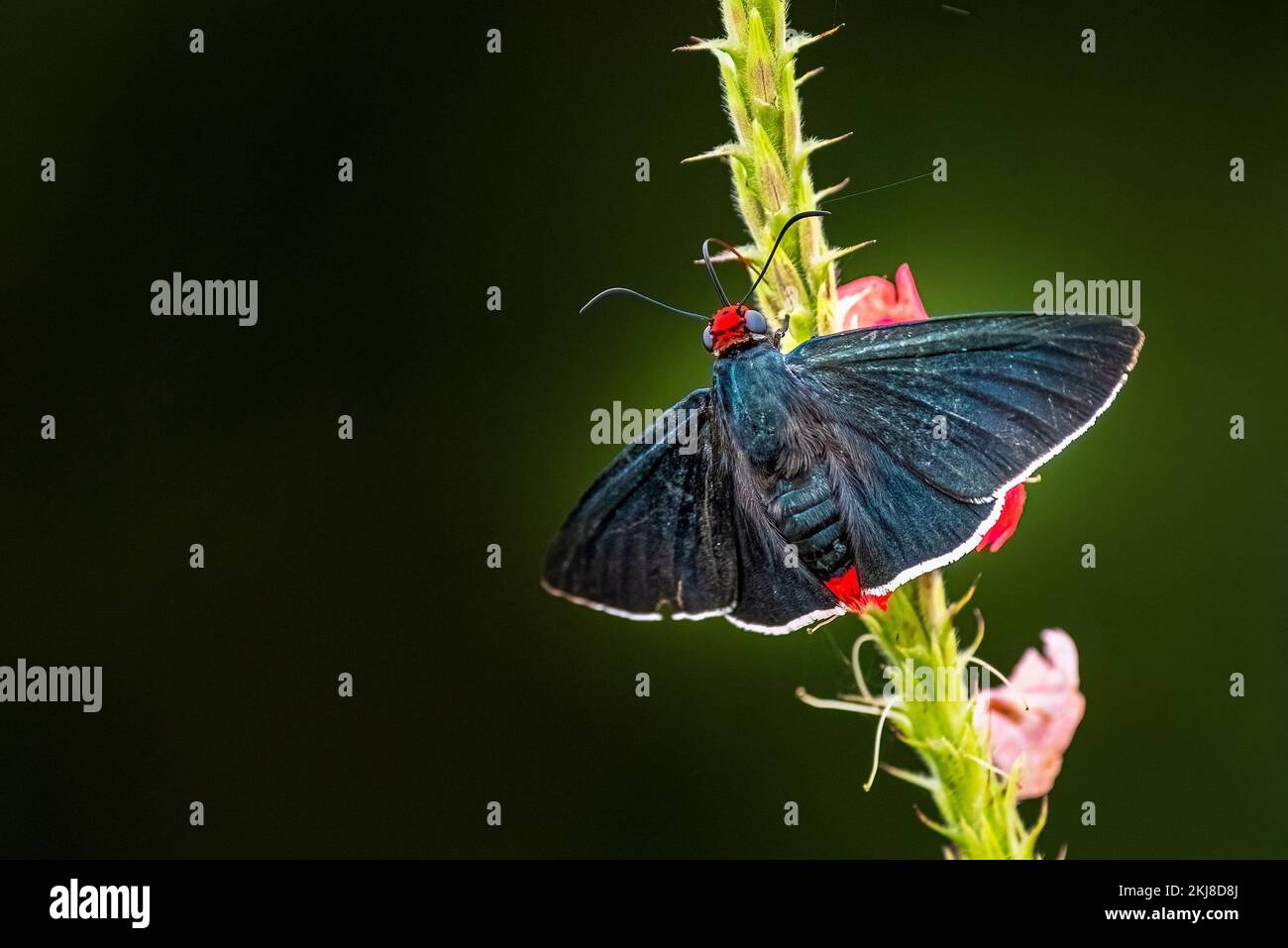 Red-headed firetip skipper (pyrrhopyge zenodorus) on green background ...