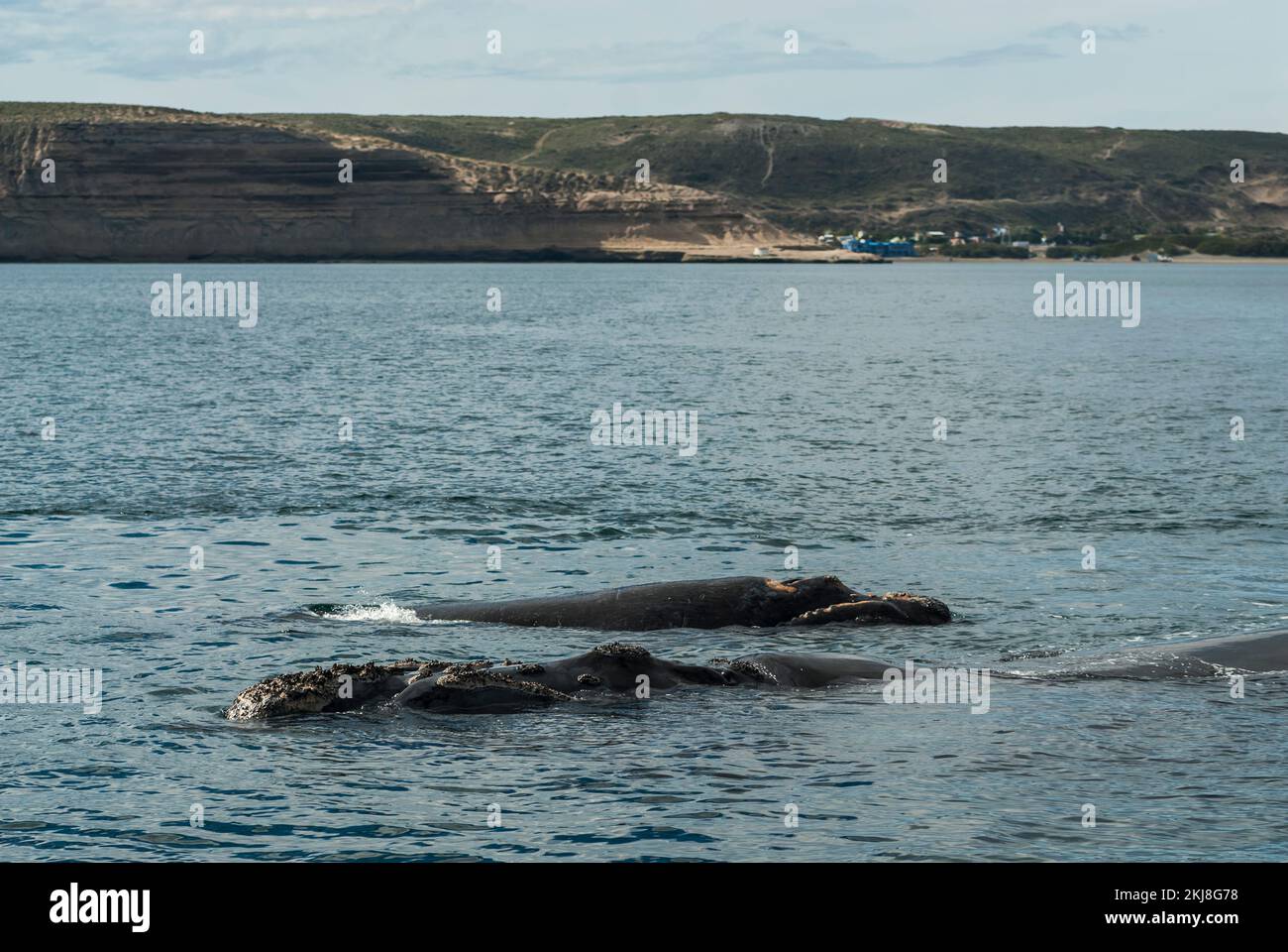 Southern Right whale, Peninsula Valdes, Unesco World Heritage Site ...