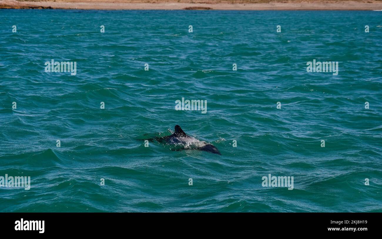 Commerson's dolphin (Cephalorhynchus commersonii).Unesco world heritage ...