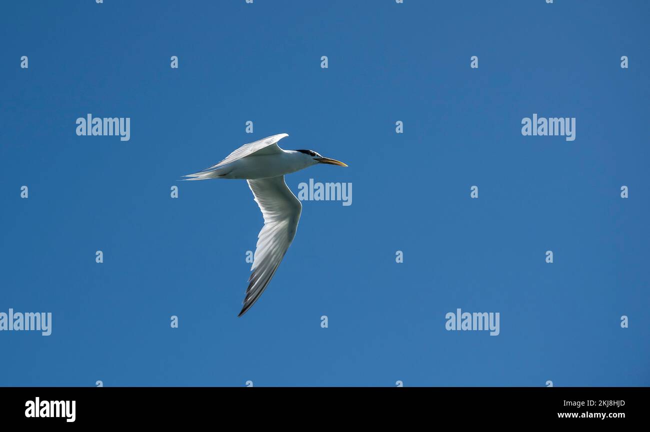 Sandwich Tern,Thalasseus sandvicensis in flight.Patagonia Argentina ...