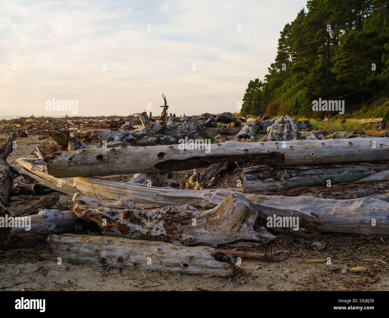 Lots of dry trees on the ocean. Dense green forest against the sky with ...