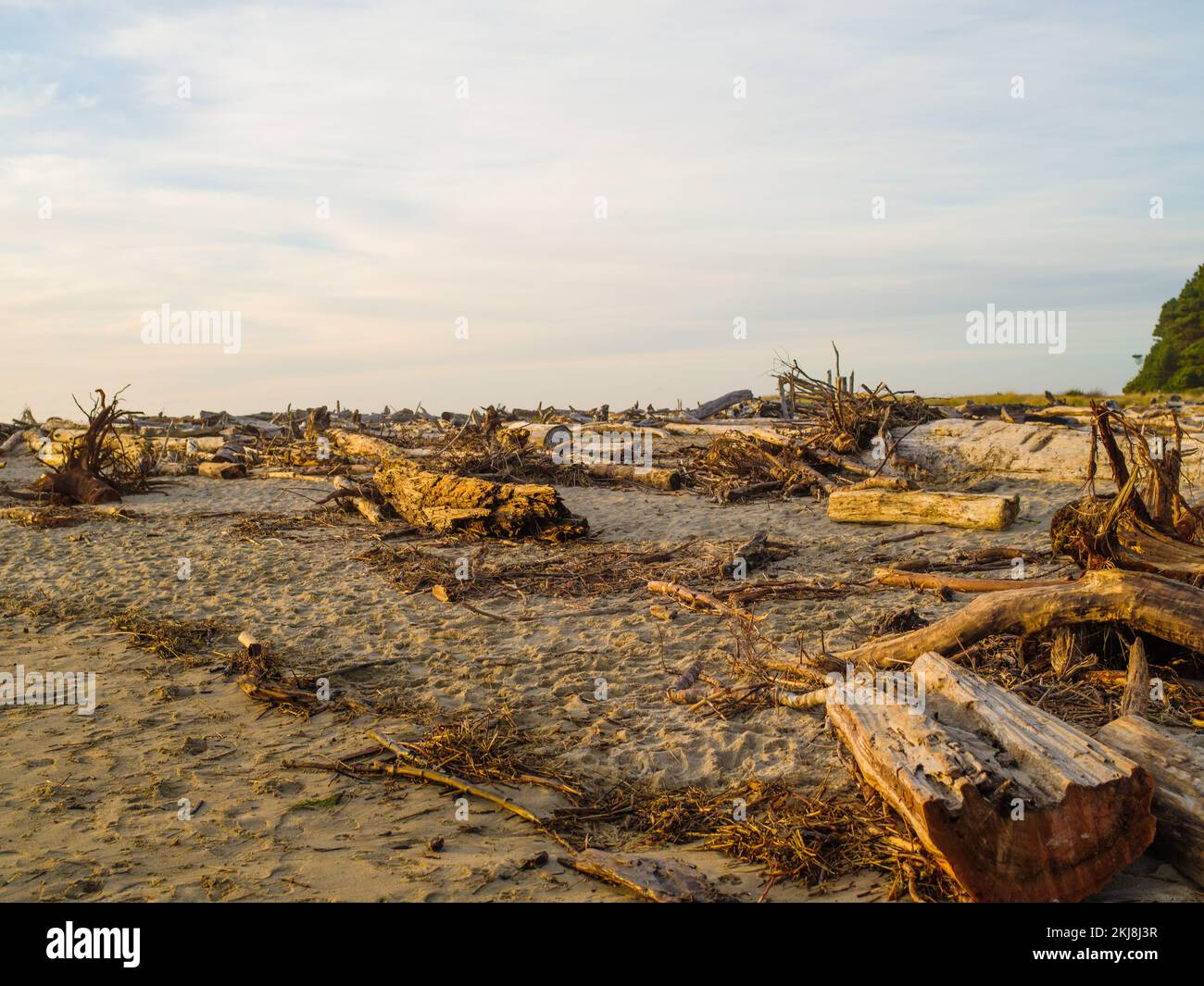 Dry trees on the ocean. Sky with white clouds. Ecological and social ...