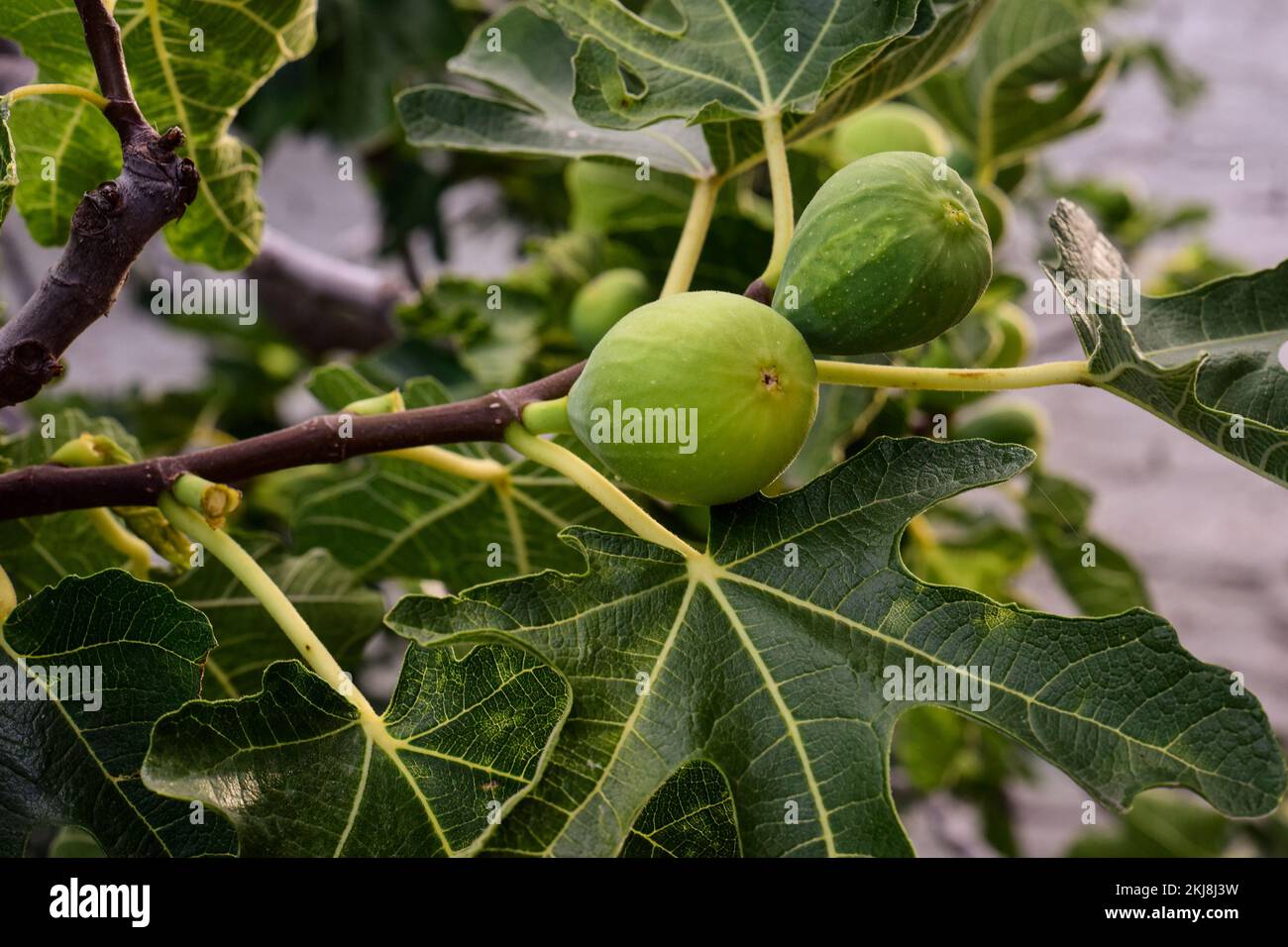 FIG PLANT.Fruit on the plant Stock Photo - Alamy