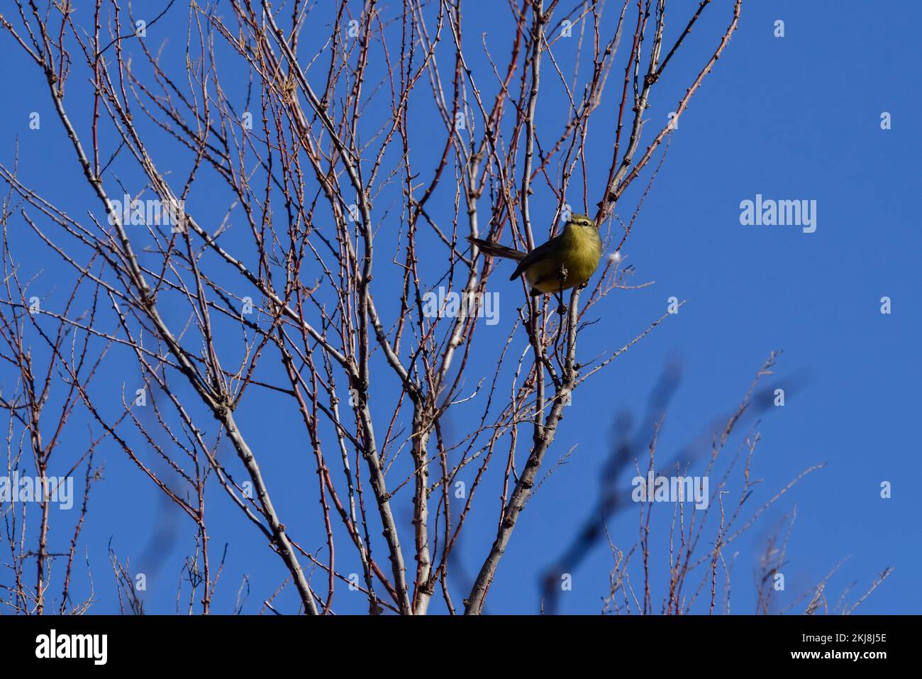 Greater wagtail tyrant ,Stigmatura buditoides.Patagonia Argentina Stock ...
