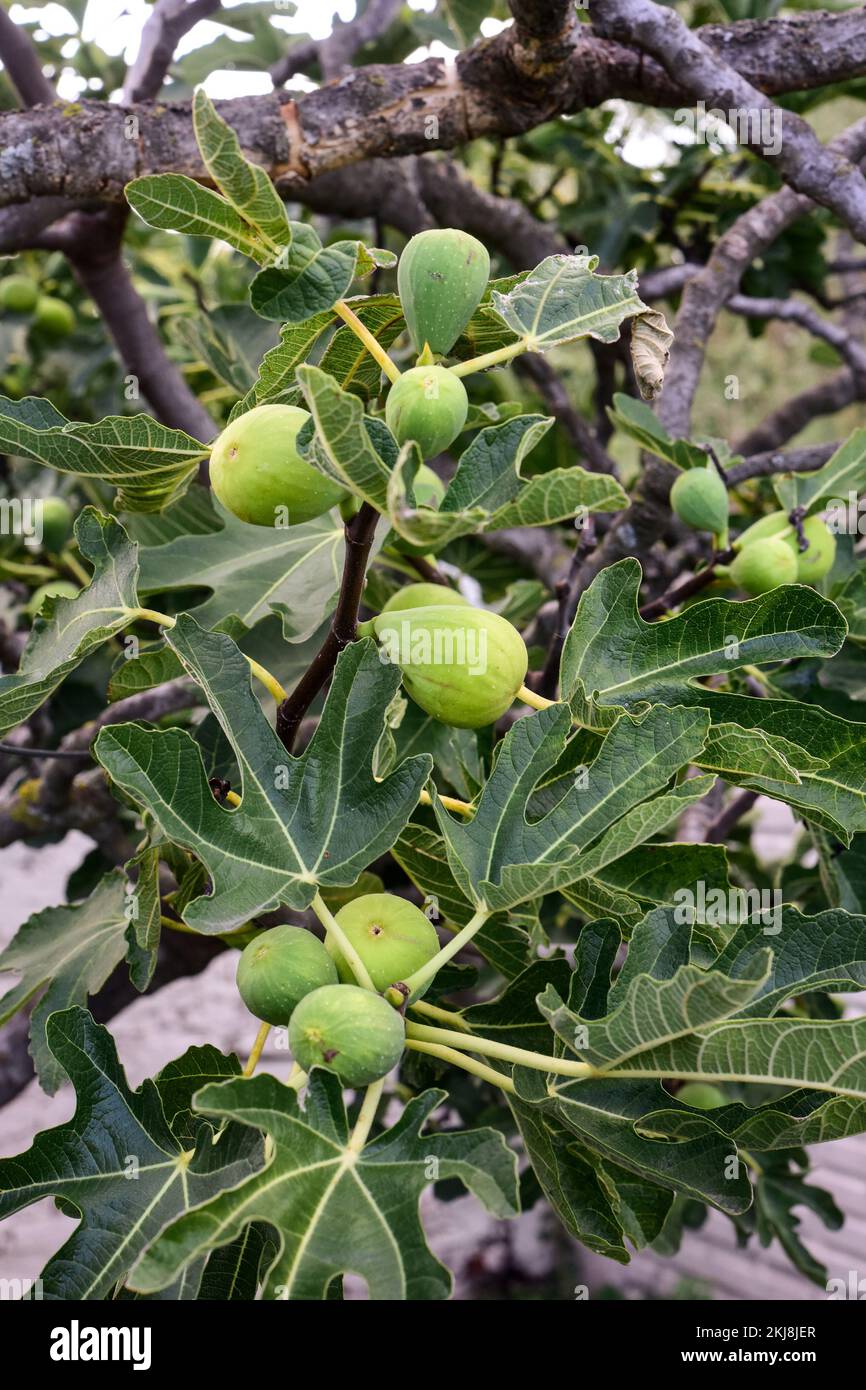 FIG PLANT.Fruit on the plant Stock Photo - Alamy