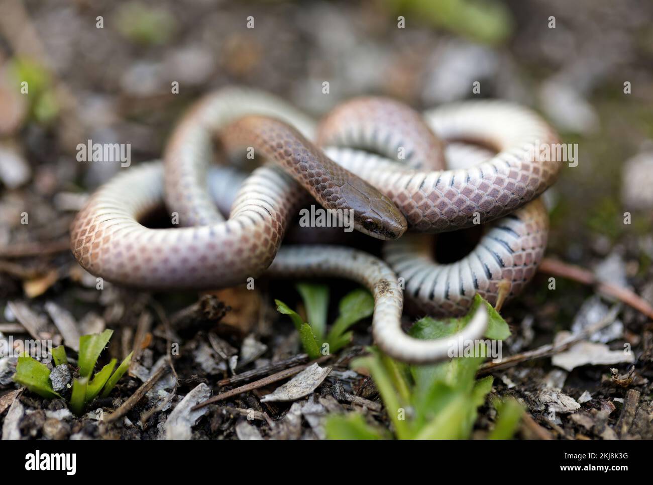 Forest sharp-tailed snake in defensive posture. El Corte Madera Creek ...