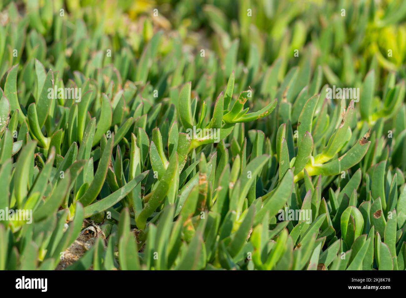 A selective focus of the green Carpobrotus edulis plants at the Playa ...